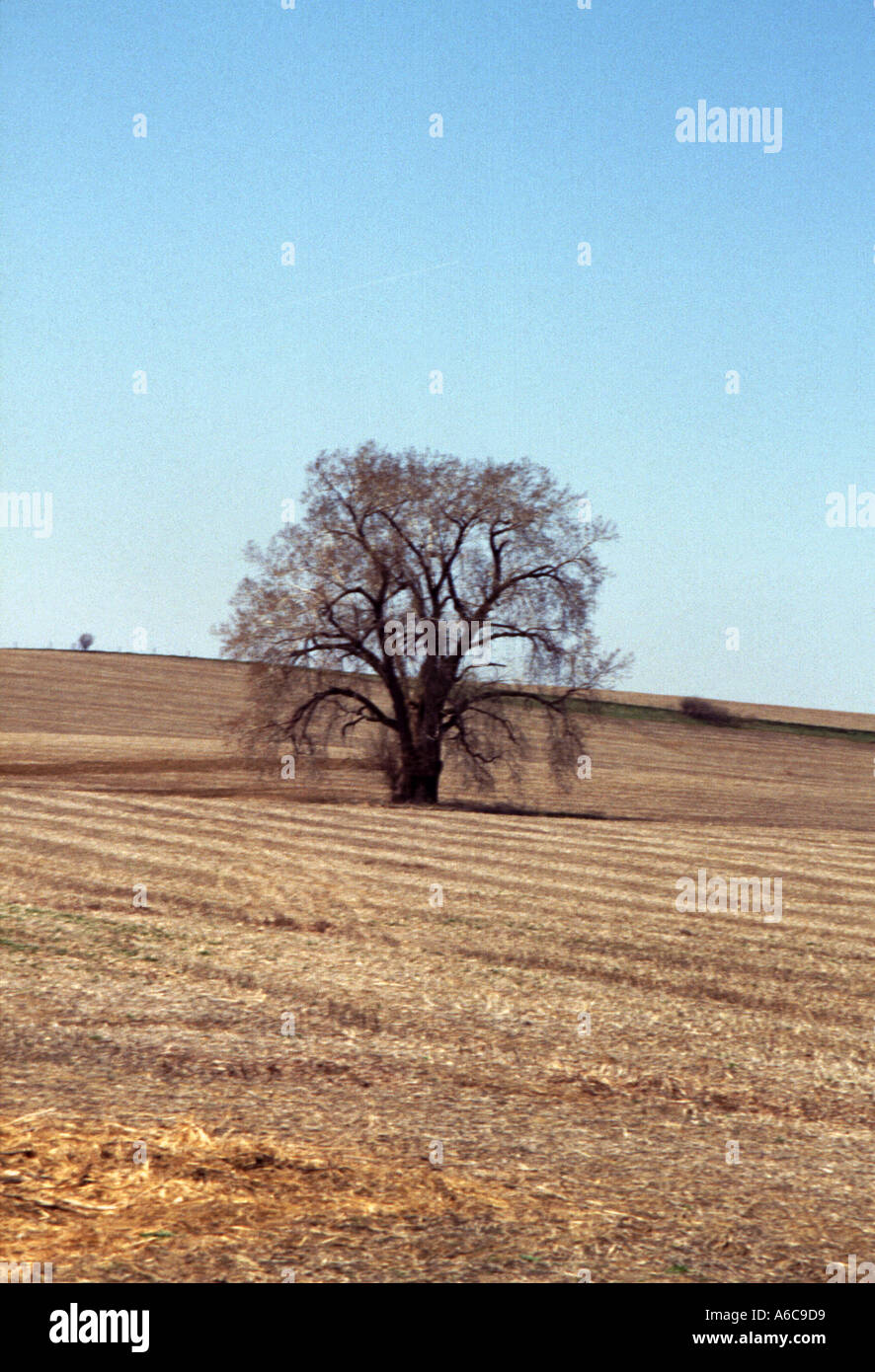 Tree in field Stock Photo - Alamy