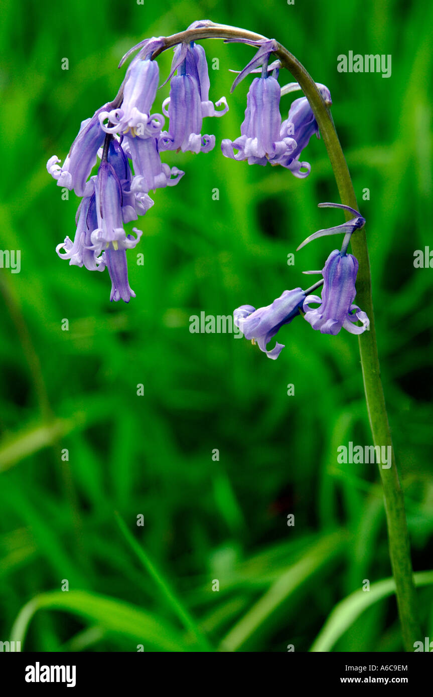 Single stem of bluebell flowers with plain green grass in background ...