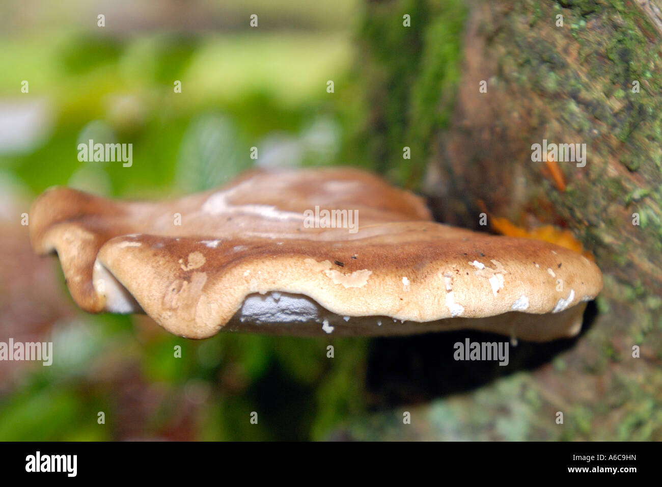 Single Birch Polypore fungus Piptoporus betulinus growing on a mossy ...