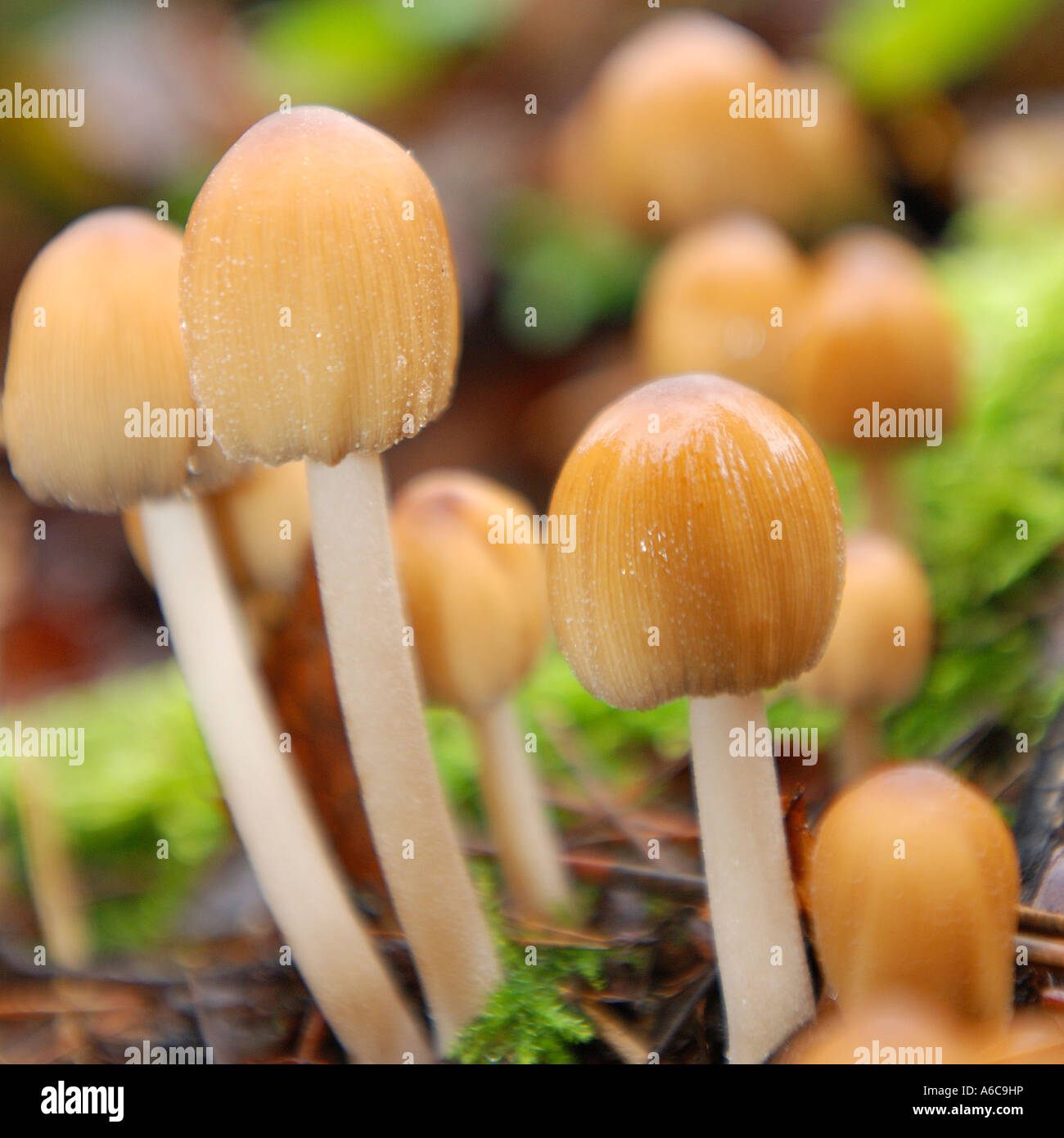 Young ink caps hi-res stock photography and images - Alamy