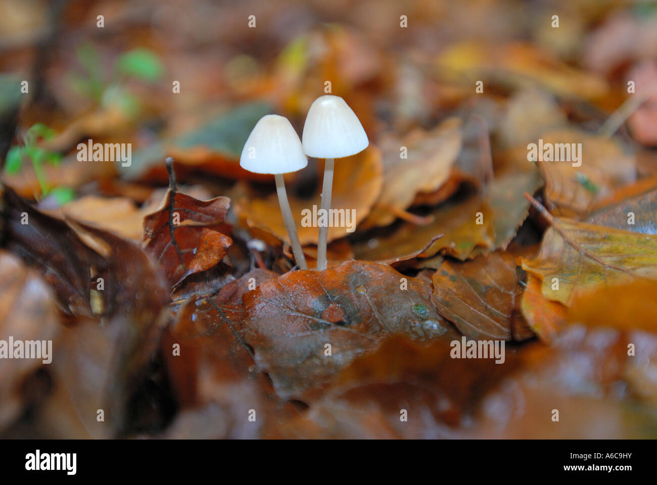 Two tiny fungi growing amongst leaf litter on an autumnal woodlan floor ...