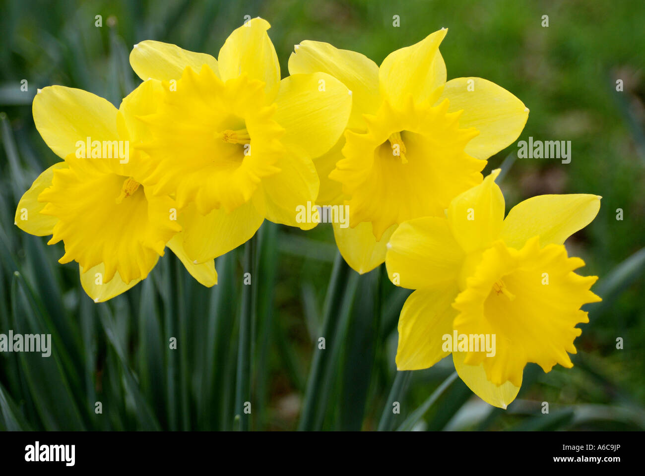 Nicely sharp and detailed image of a group of four yellow daffodil ...