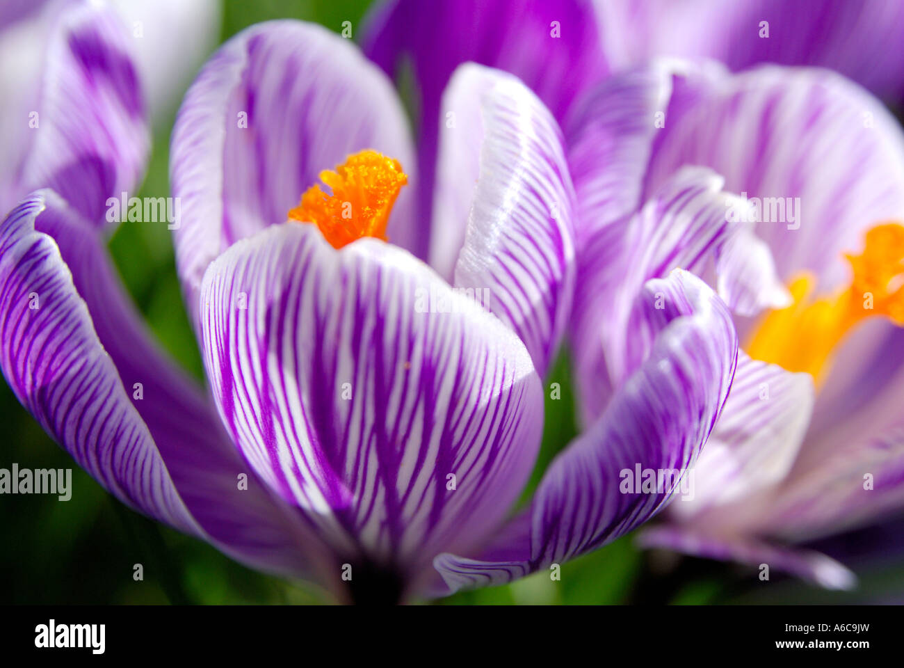 Two purple and white striped crocuses with very shallow depth of field ...