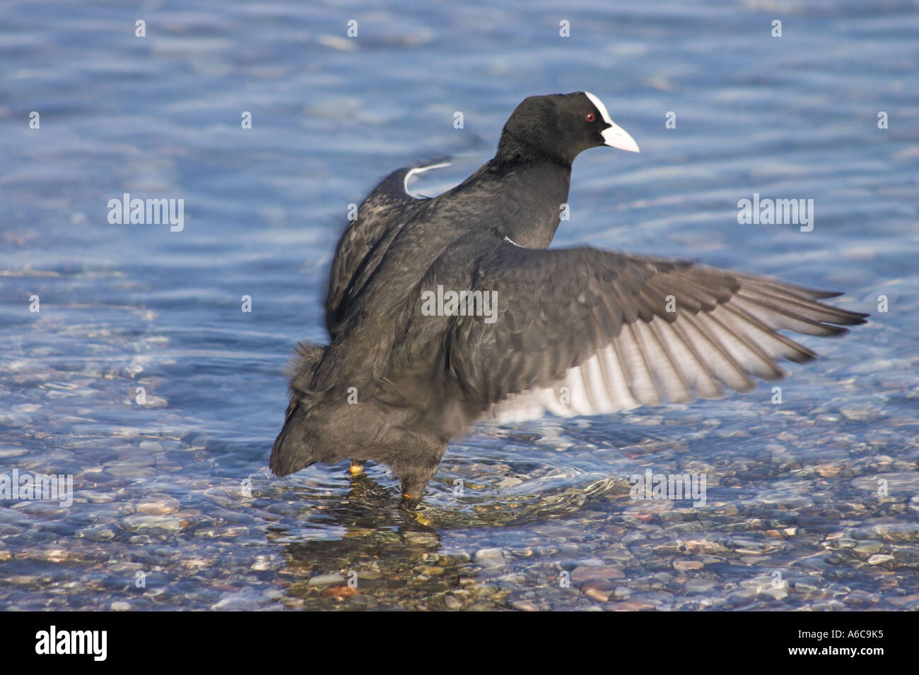 Coot spreading its wings Stock Photo - Alamy
