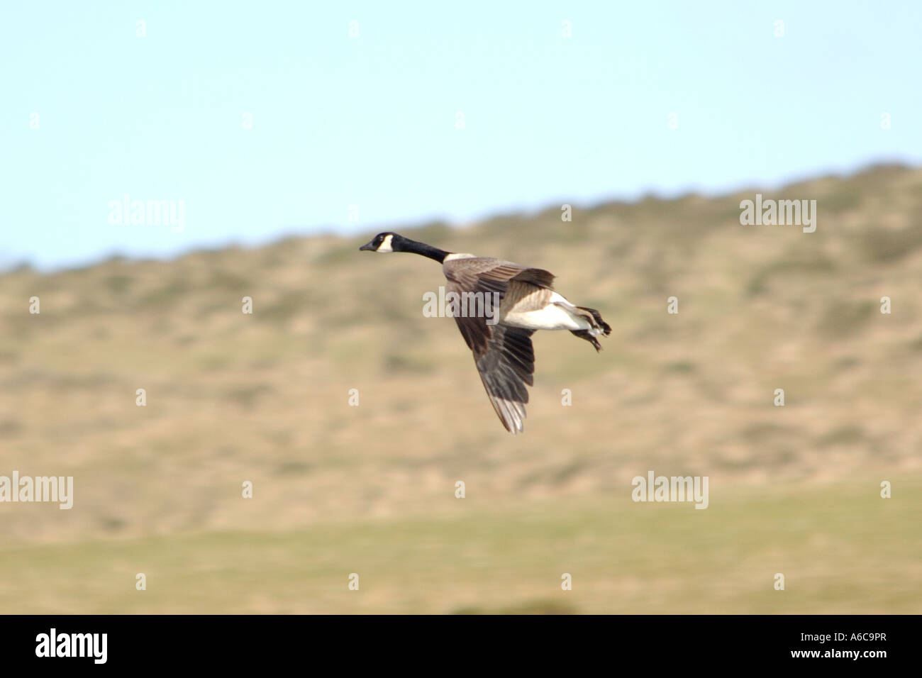 Canada Goose Branta canadensis in flight with wings outstretched ...