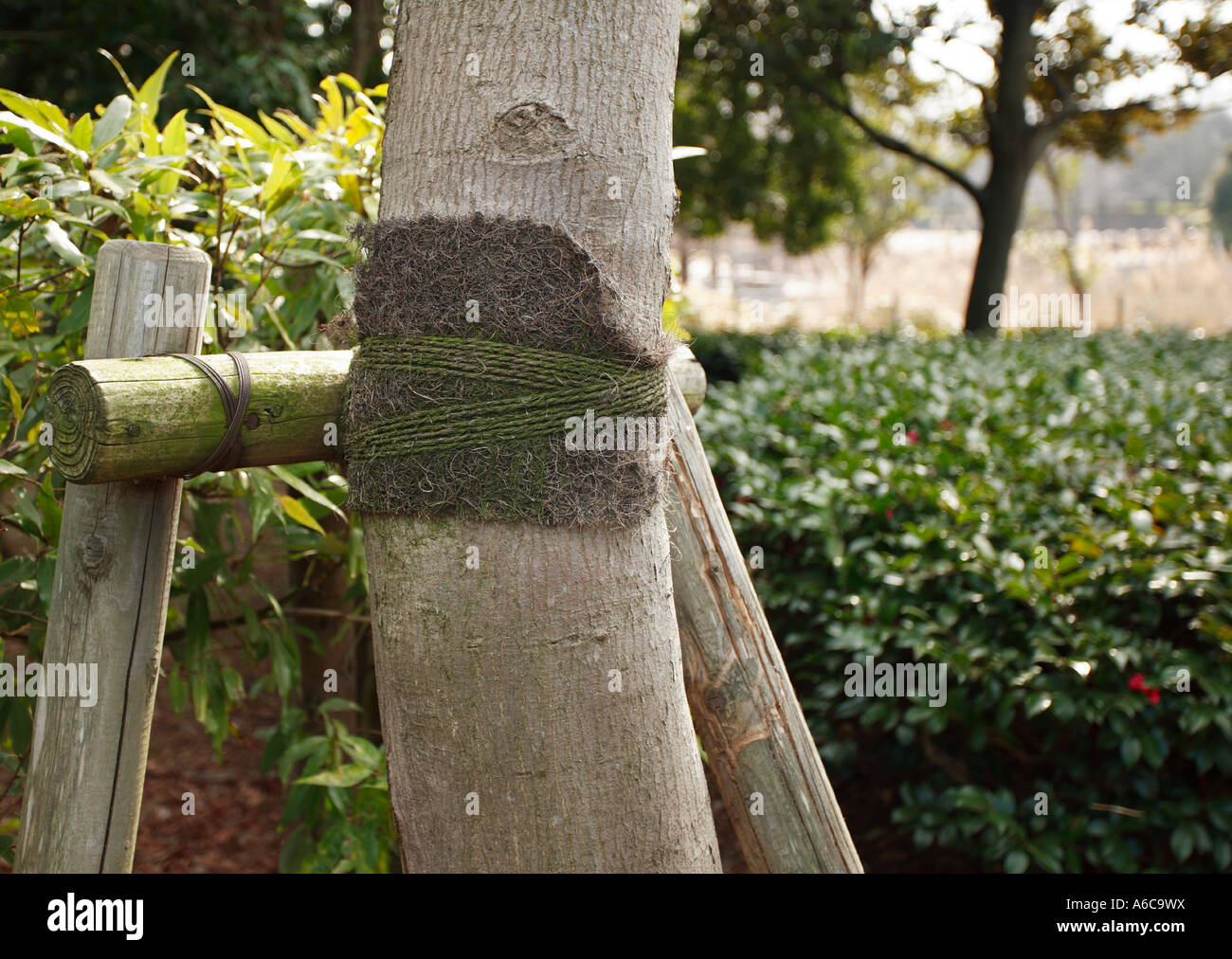 Japanese-style tree support in Kashiwanoha Park, Kashiwa City, Chiba ...