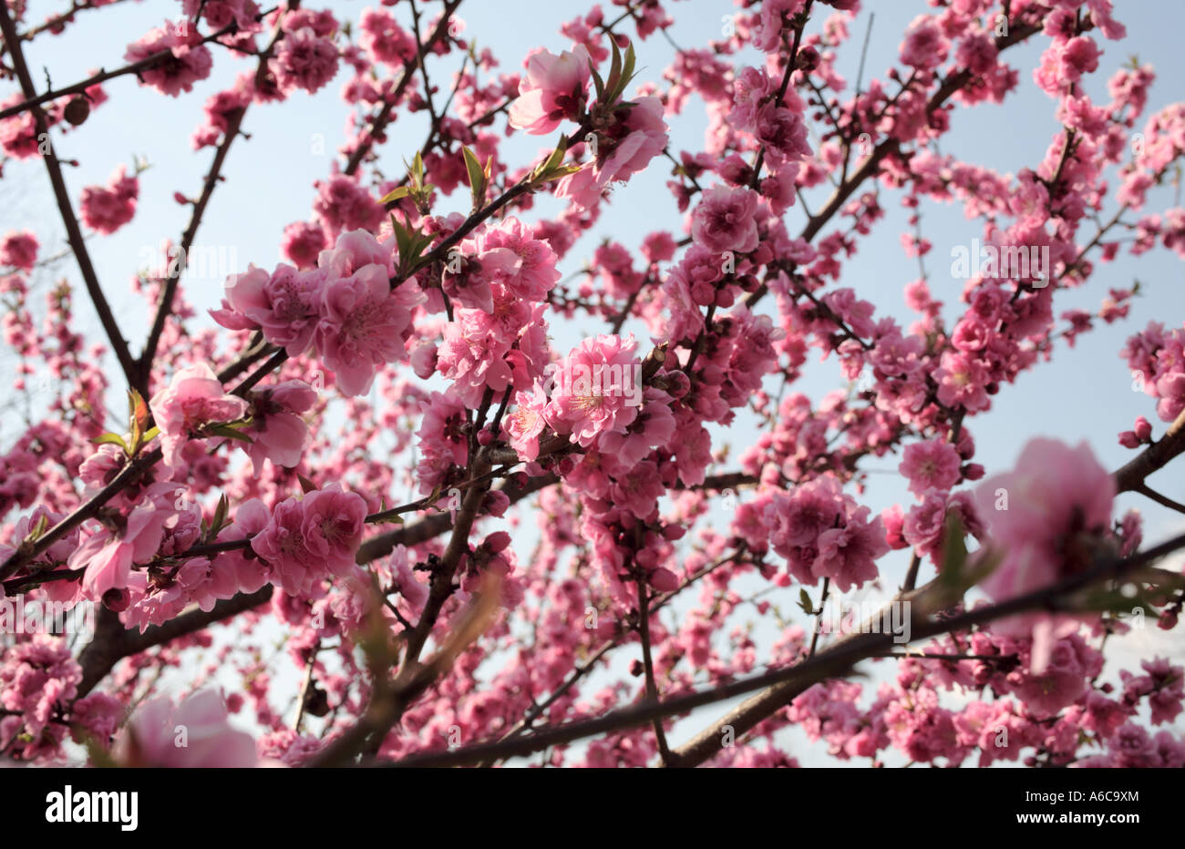 Peach tree hanamomo in Kashiwanoha Park, Kashiwa City, Chiba Prefecture ...