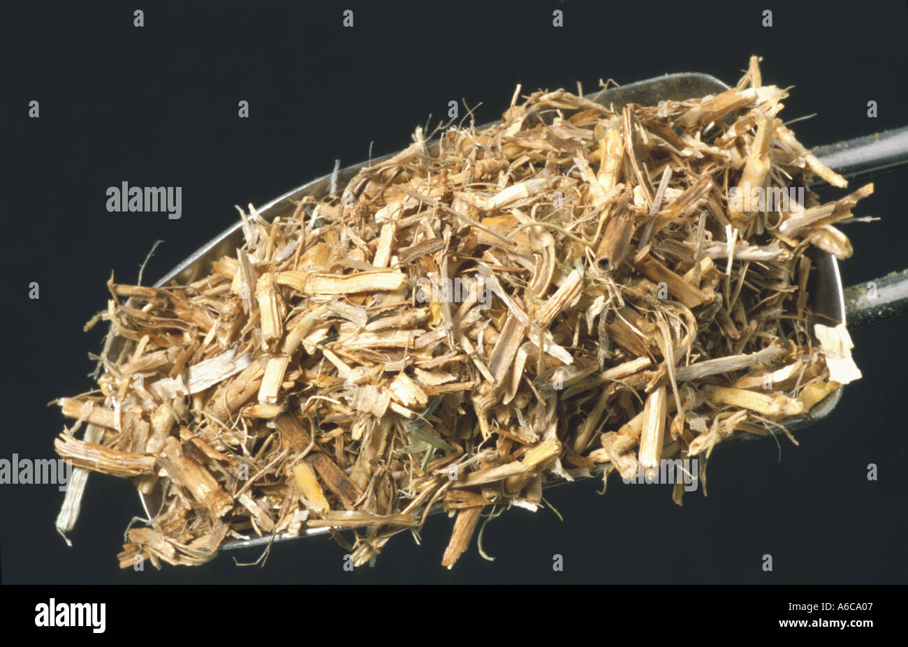 Elymus plant hi-res stock photography and images - Alamy