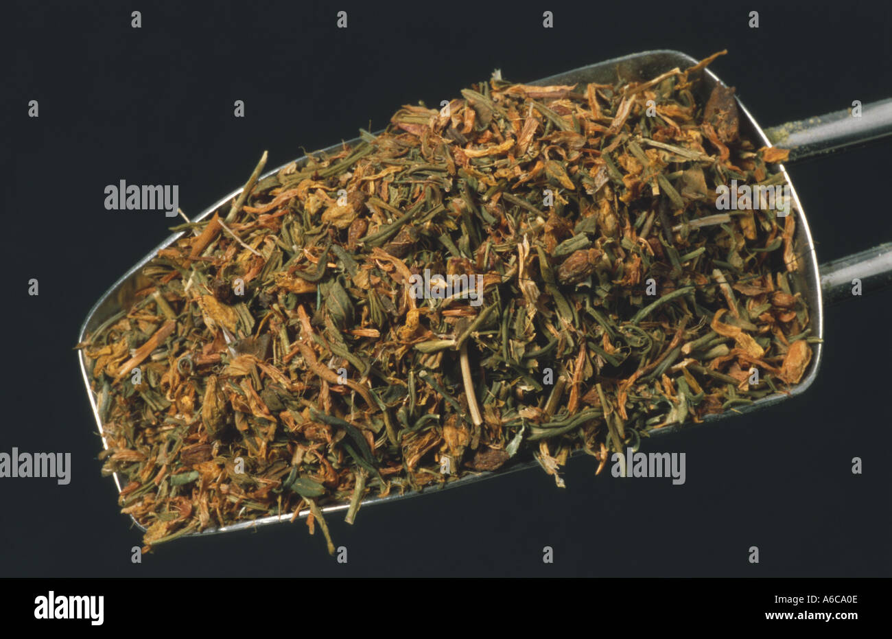 Centaura Tausengüldenkraut medicinal plant Centaurii minoris centauri ...