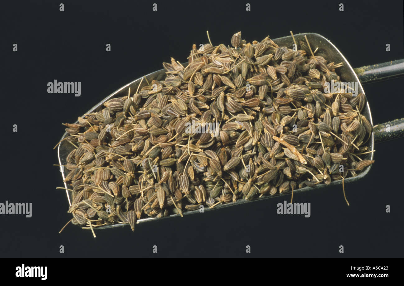 Pimpinella anisum seed hi-res stock photography and images - Alamy