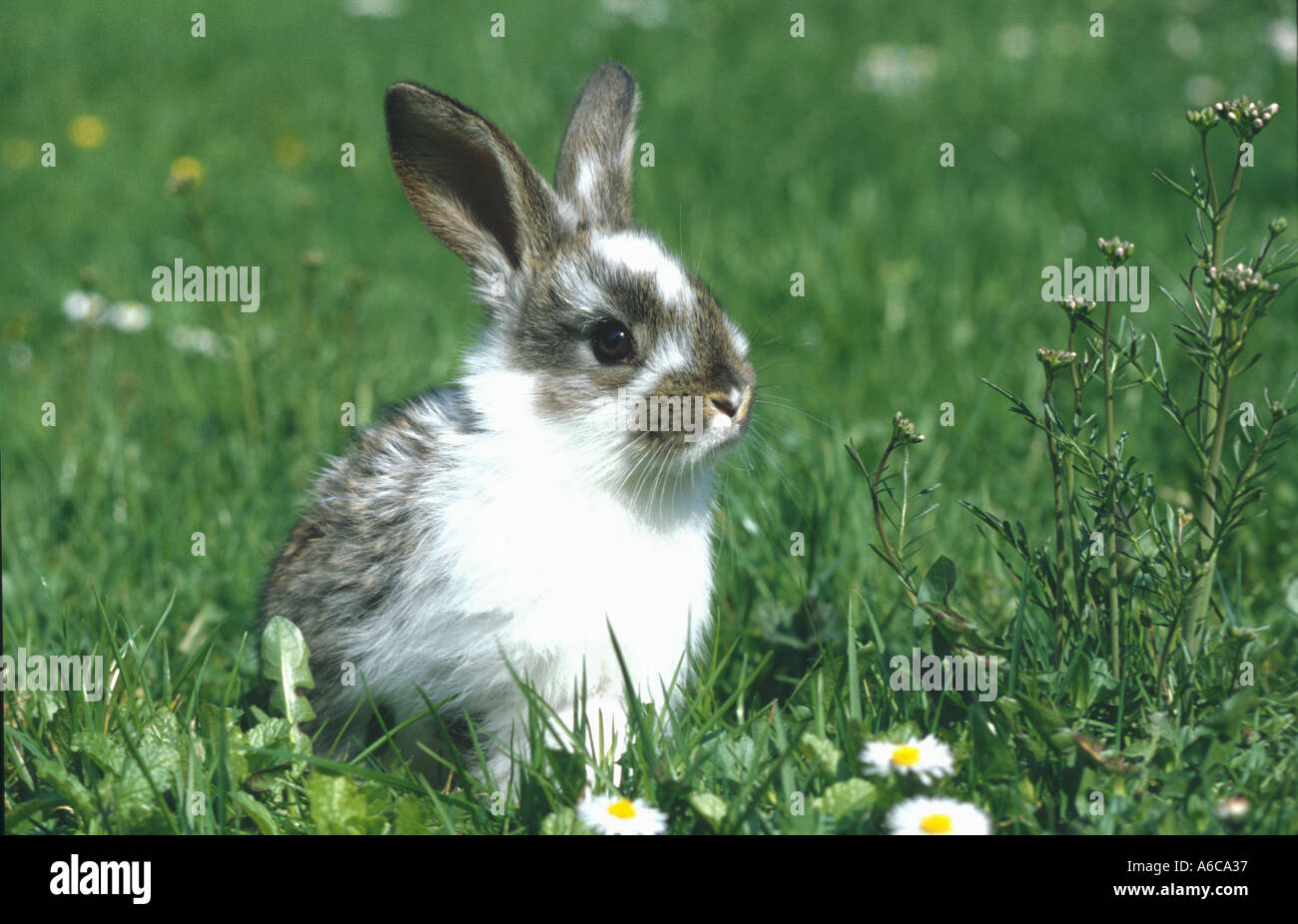 Grey soft toy rabbit hi-res stock photography and images - Alamy
