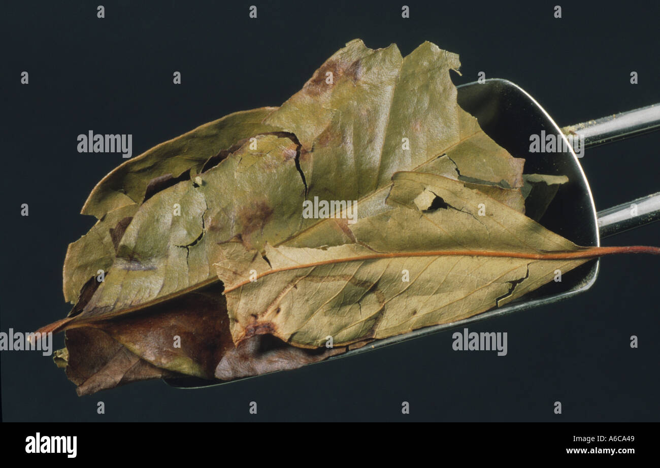 Laurel leaves special kind from Indonesia spice and medicinal use ...