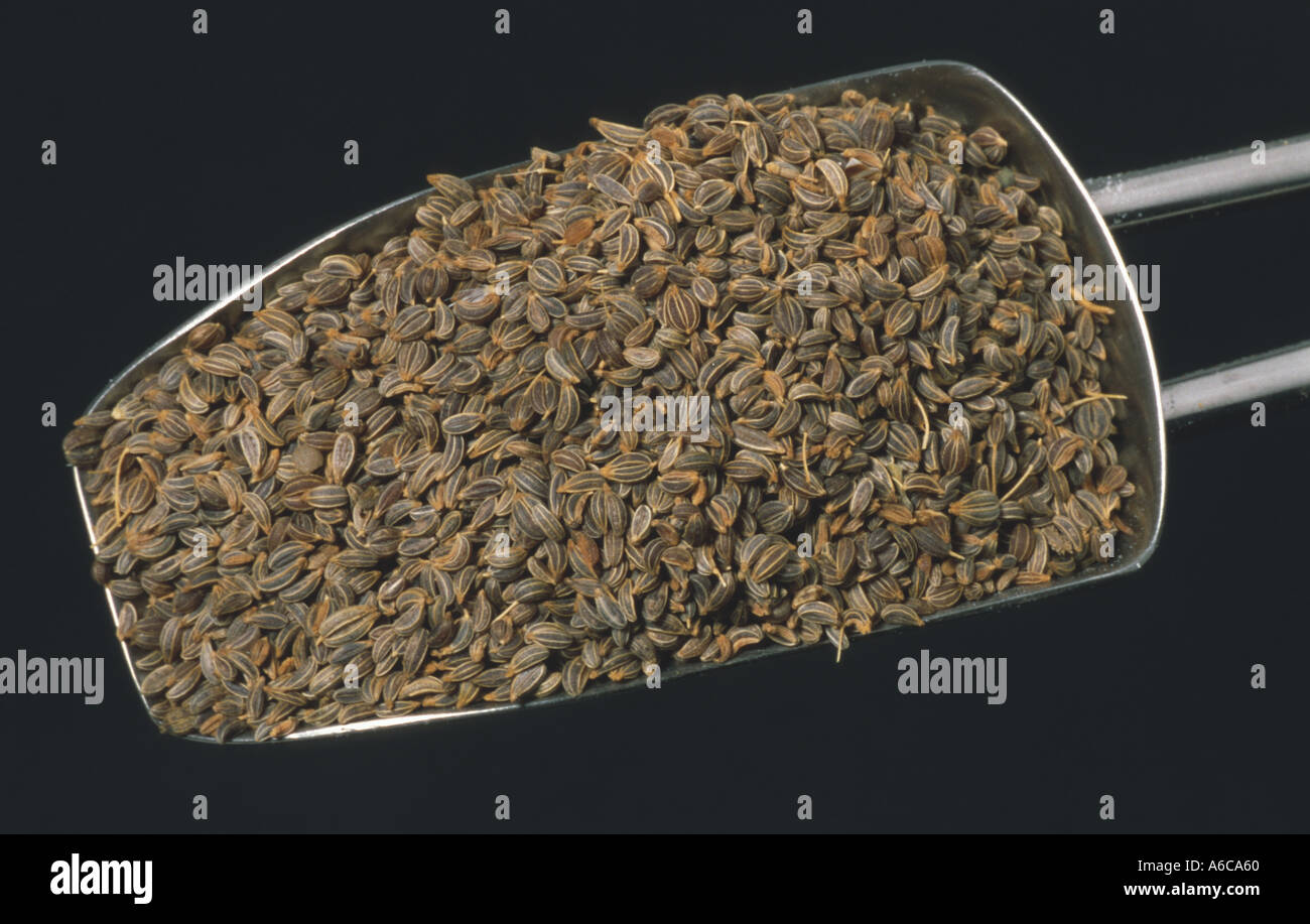 Petersiliensamen hi-res stock photography and images - Alamy