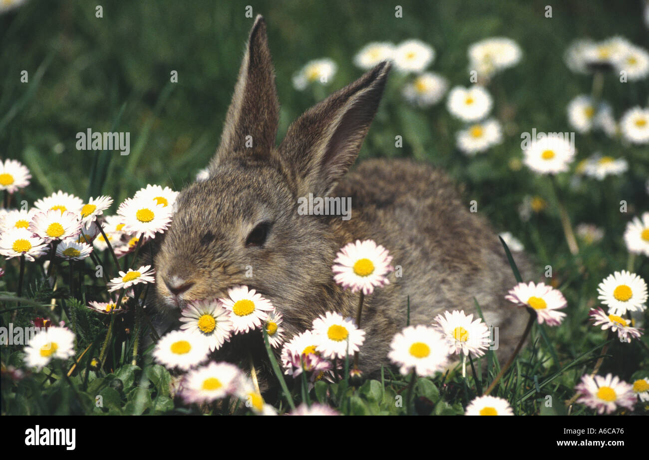 Easter little duck rabbit hi-res stock photography and images - Alamy
