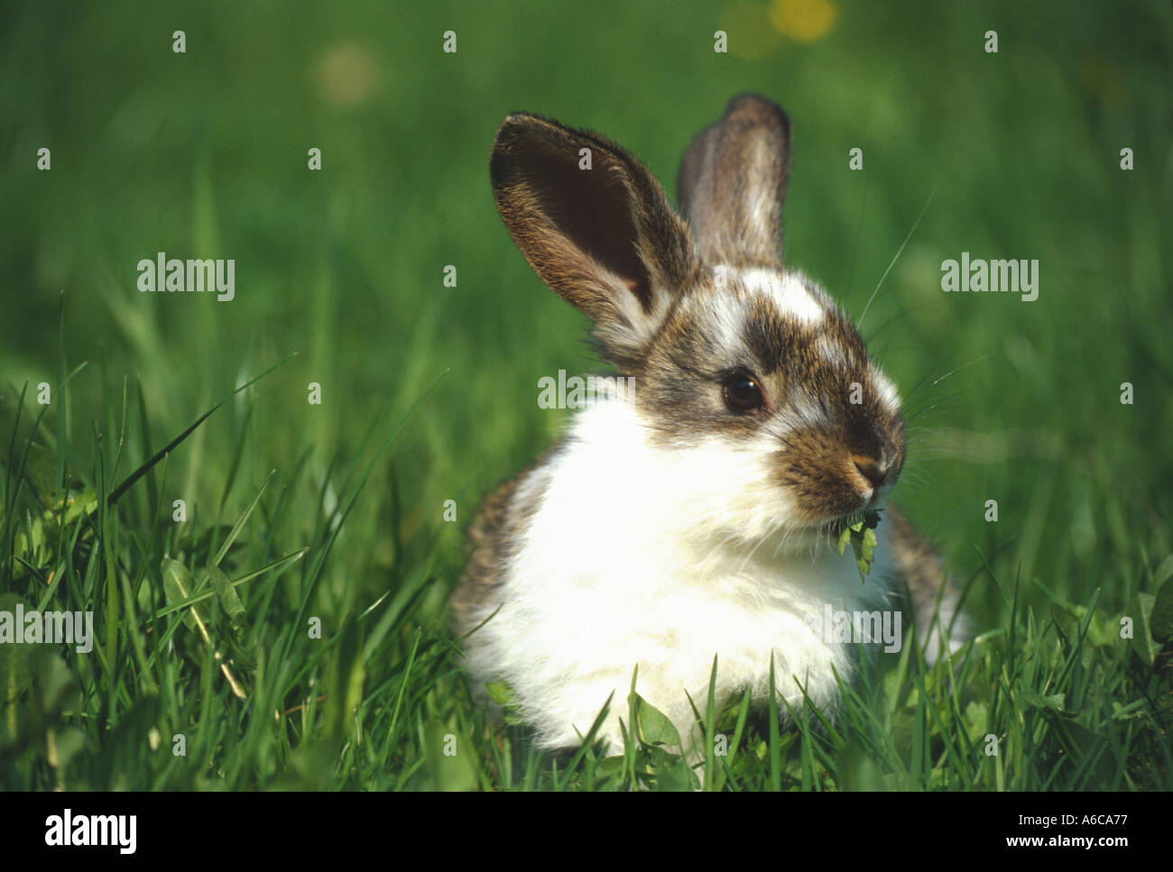 young rabbit white grey Stock Photo - Alamy