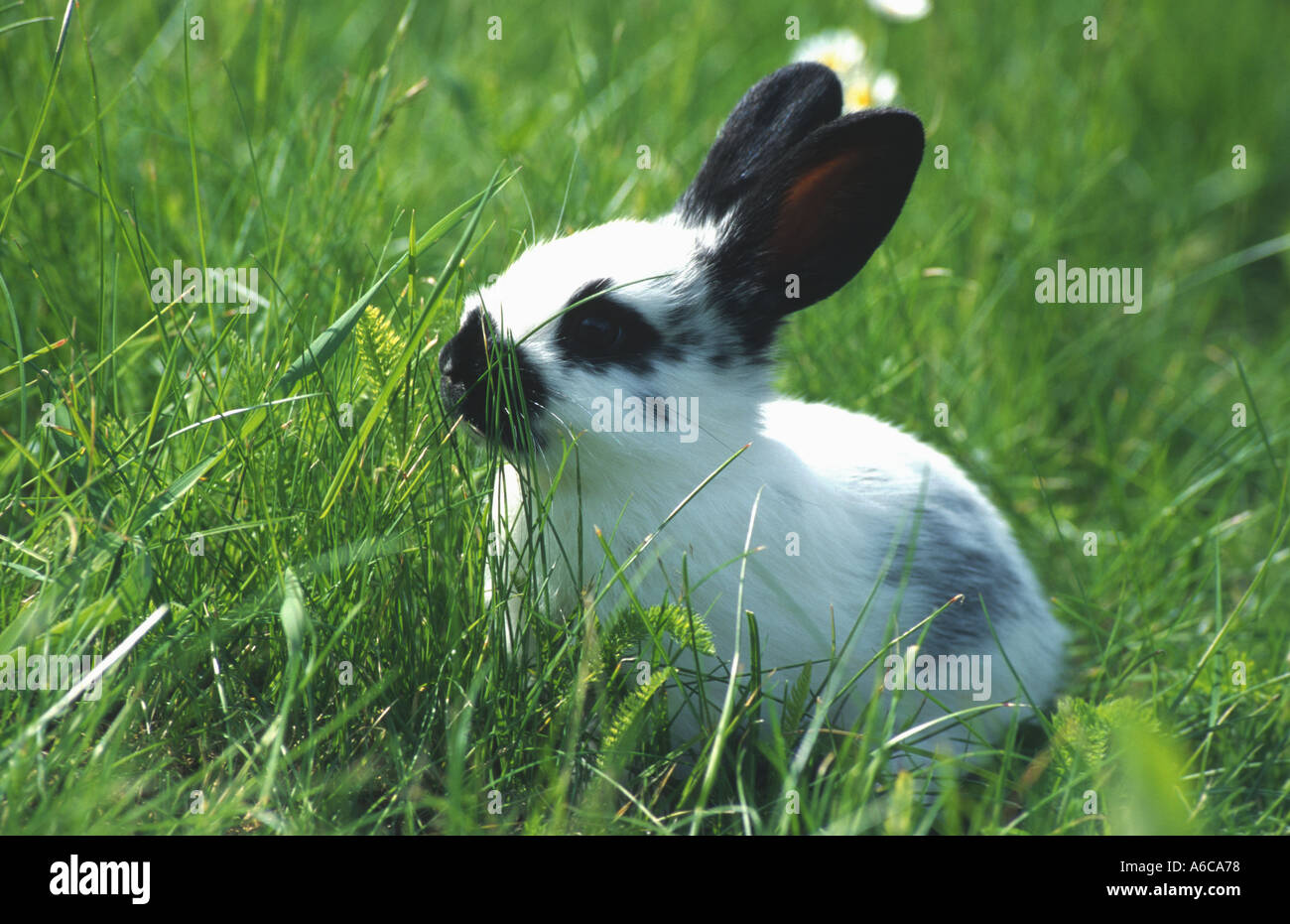 young rabbit white grey black Stock Photo - Alamy