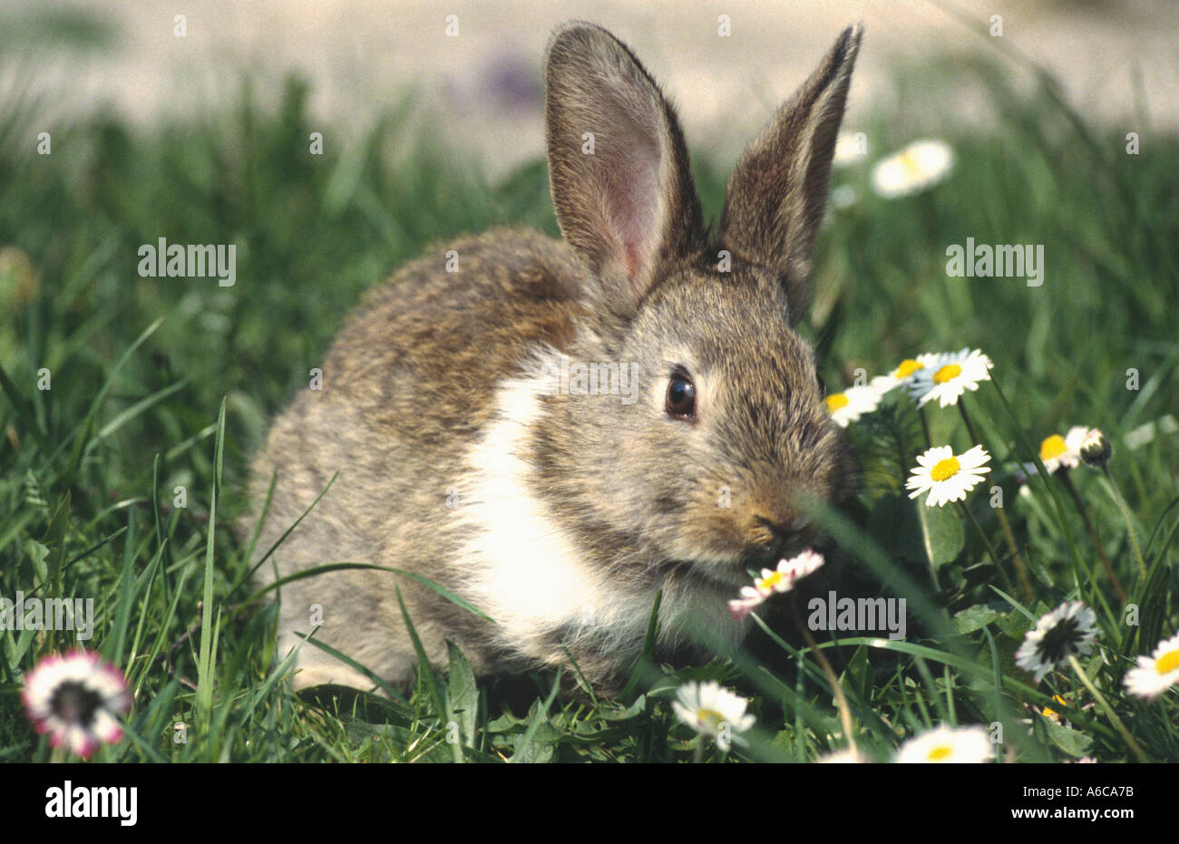 young rabbit white grey Stock Photo - Alamy