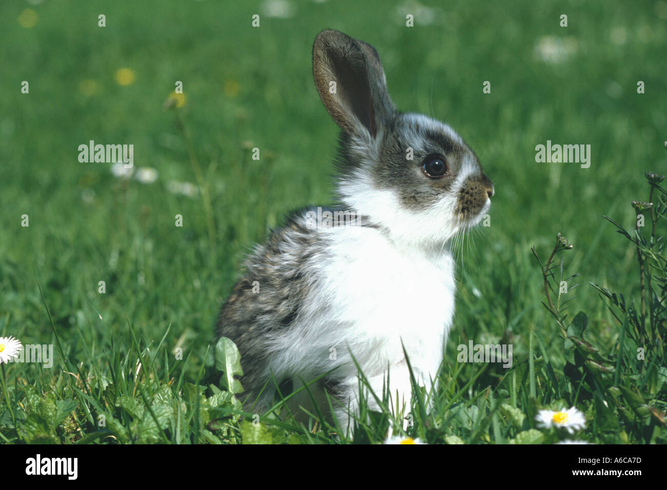 Grey soft toy rabbit hi-res stock photography and images - Alamy