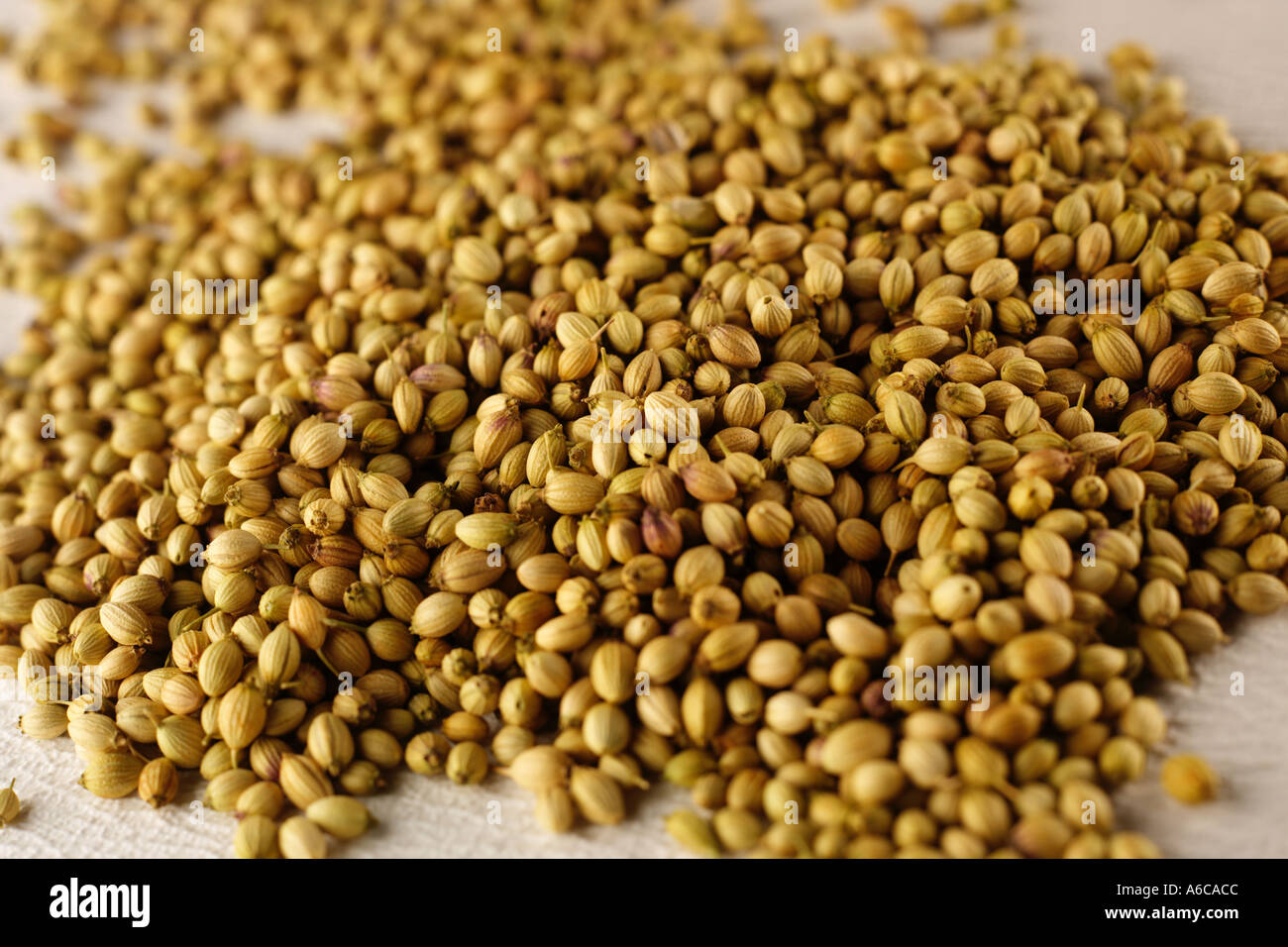 CORIANDER SEEDS CILANTRO SEEDS Stock Photo - Alamy