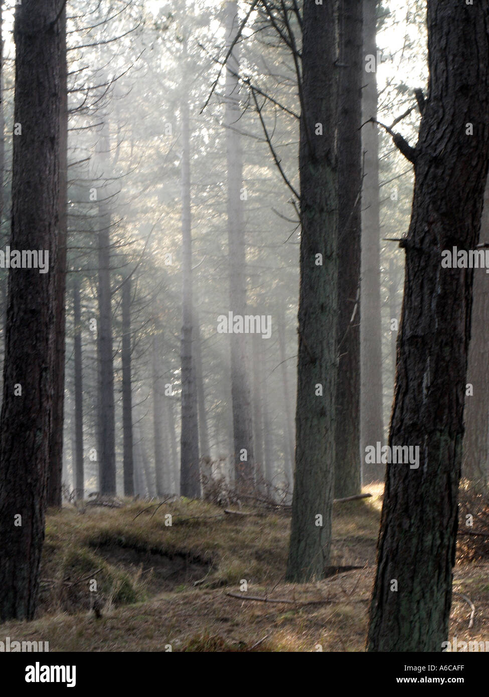 Sunshine in the Forrest Stock Photo - Alamy