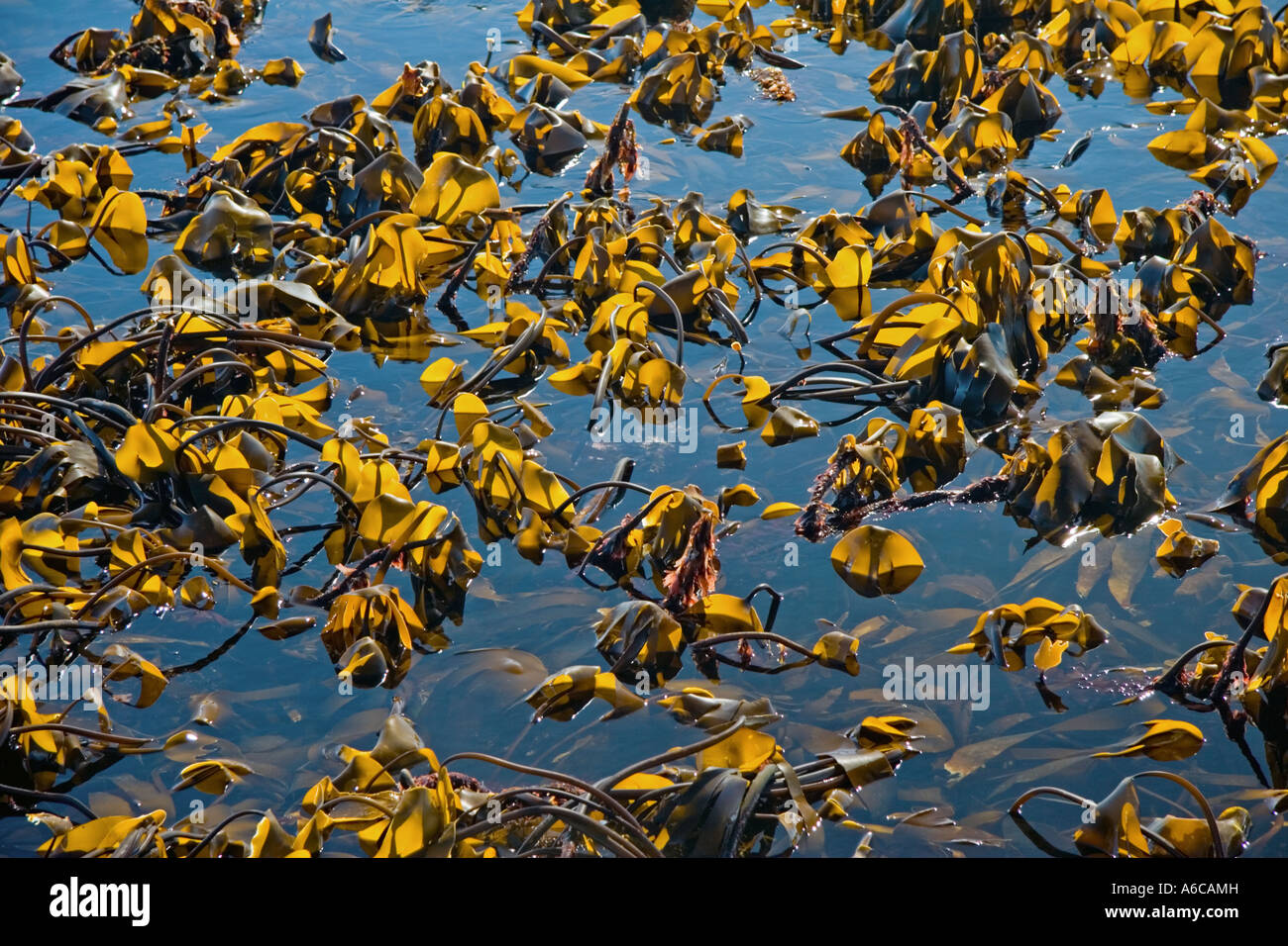 Kelp forest partially exposed at low tide, Fife,Scotland Stock Photo ...