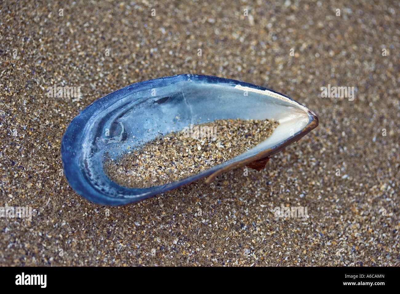 A shell on a sandy beach Stock Photo - Alamy