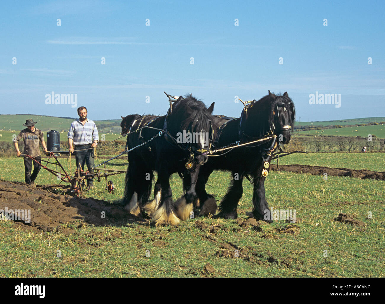 Two shire horses pulling hand held vintage plough hi-res stock ... Two shire horses pulling hand held vintage plough hi-res stock ...