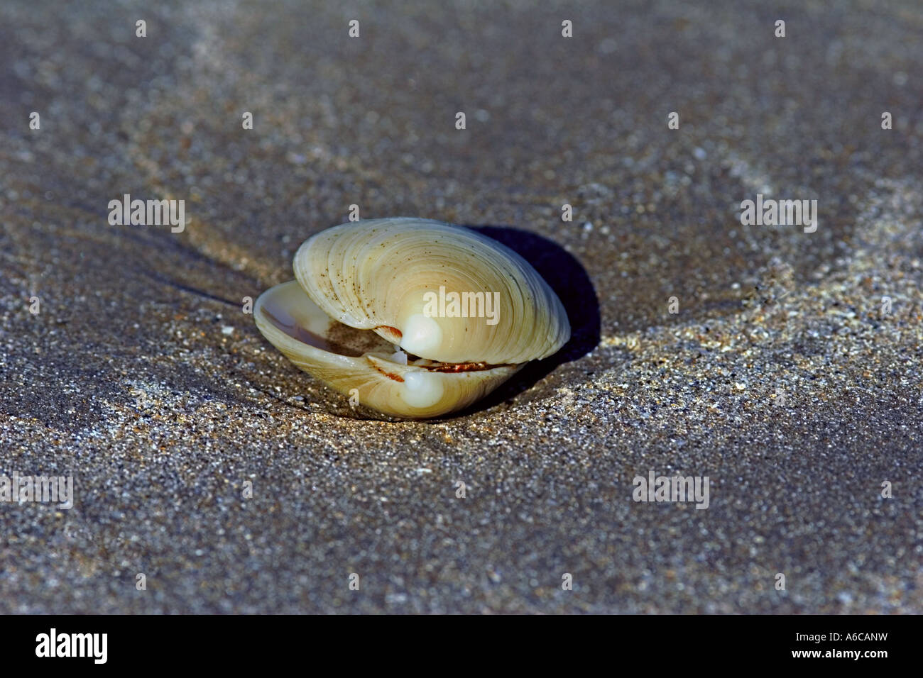 Venus shell hi-res stock photography and images - Alamy