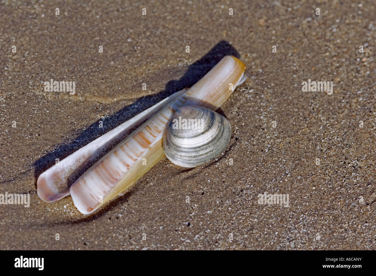 Two shells on a sandy beach Stock Photo - Alamy