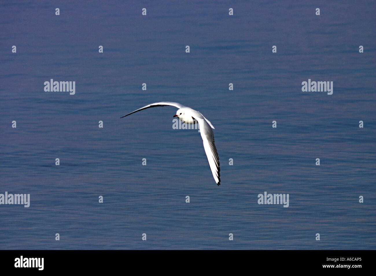Black Headed Gull in flight Stock Photo - Alamy