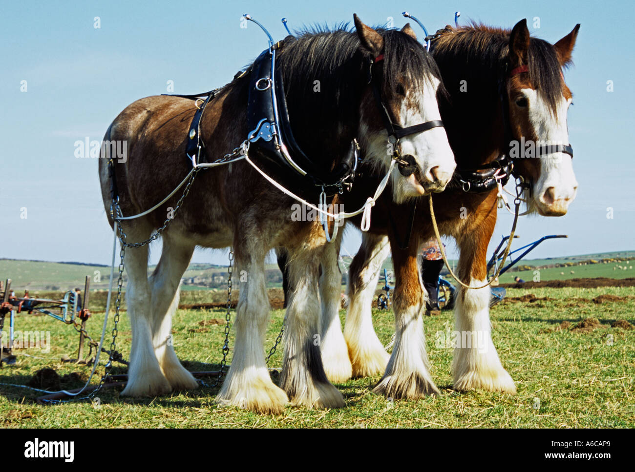 North Wales UK March Two brown and white Shire Horses resting at the ...