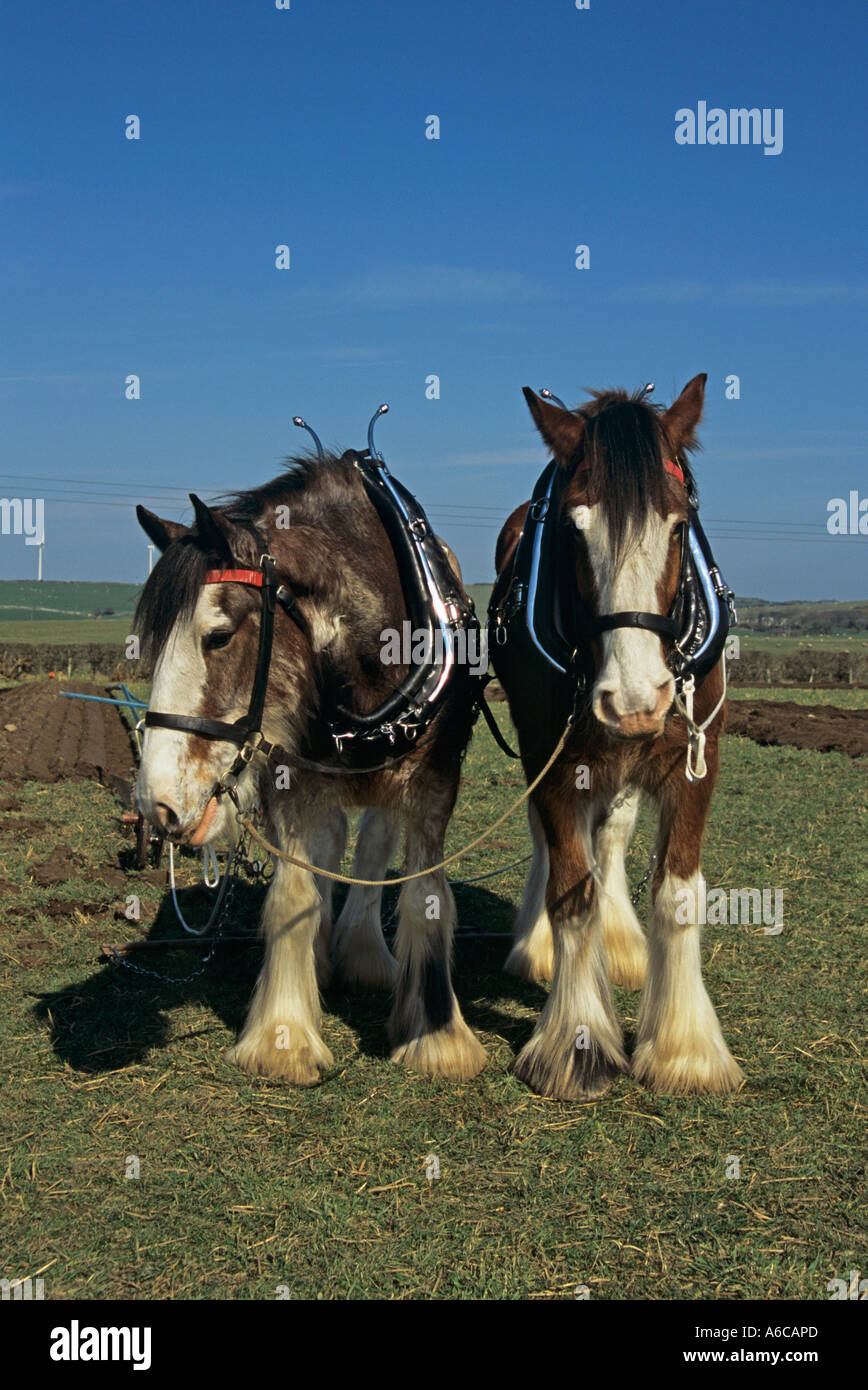 RHOSGOCH CEMAES ANGLESEY NORTH WALES UK March Two brown and white Shire ...