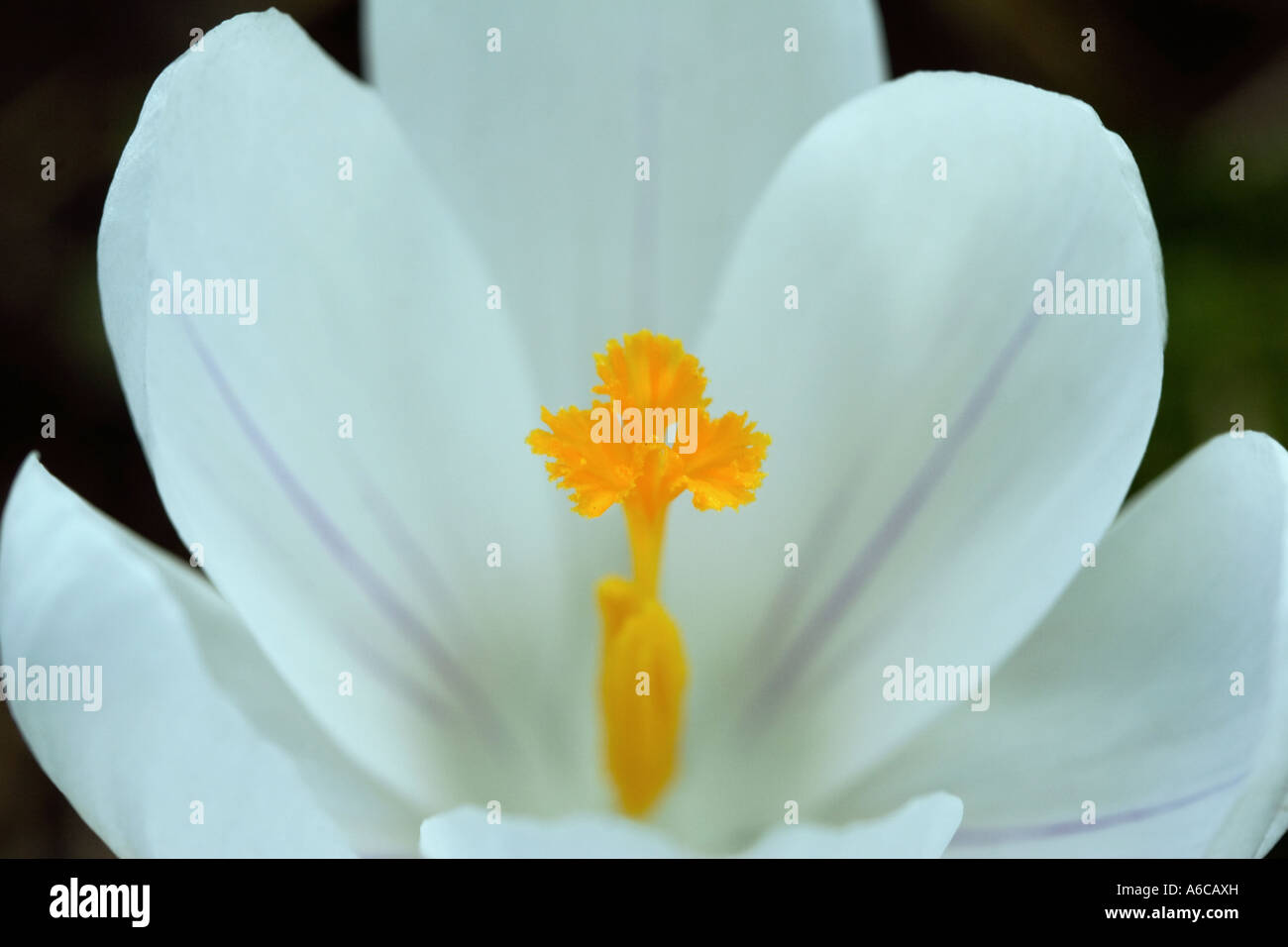 Close up of a white crocus, showing the colourful stamens Stock Photo ...