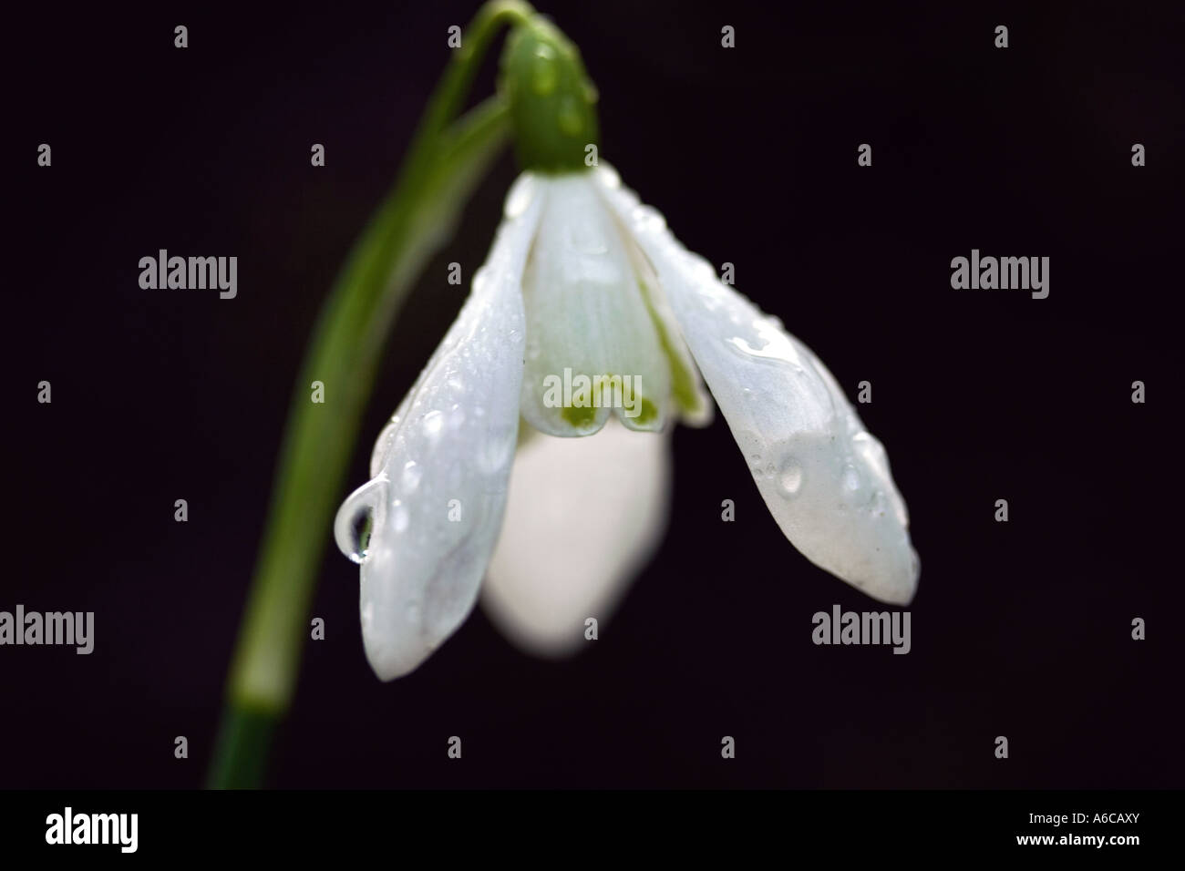A solitary snowdrop after rainfall Stock Photo - Alamy