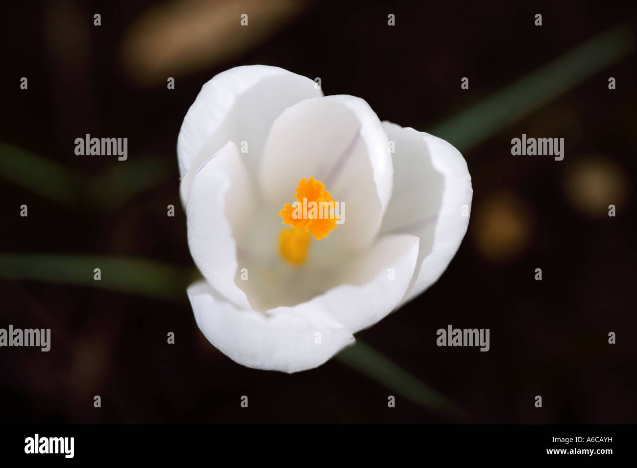 Close up of a white crocus, showing the colourful stamens Stock Photo ...
