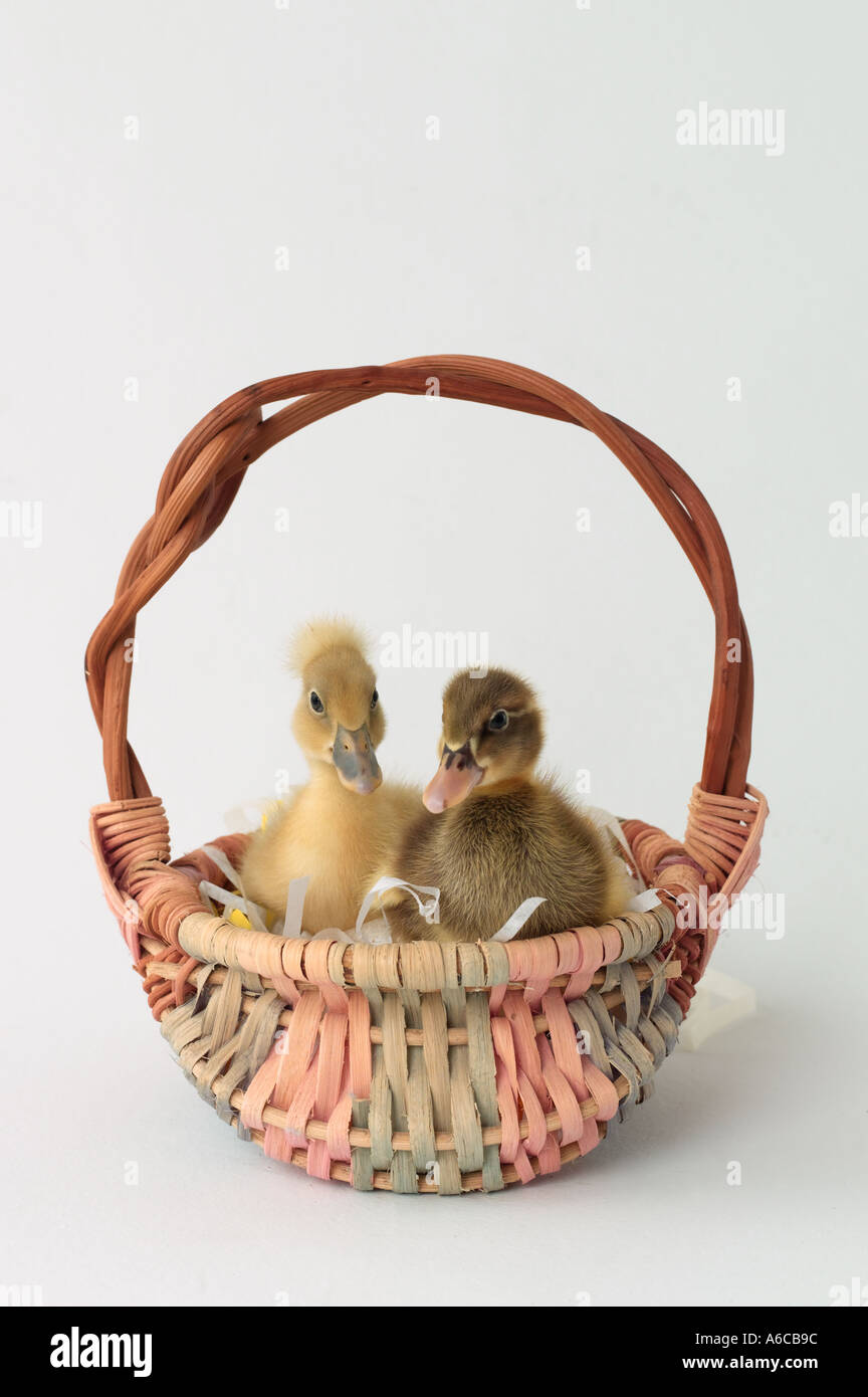 Easter Ducks in Basket Stock Photo - Alamy