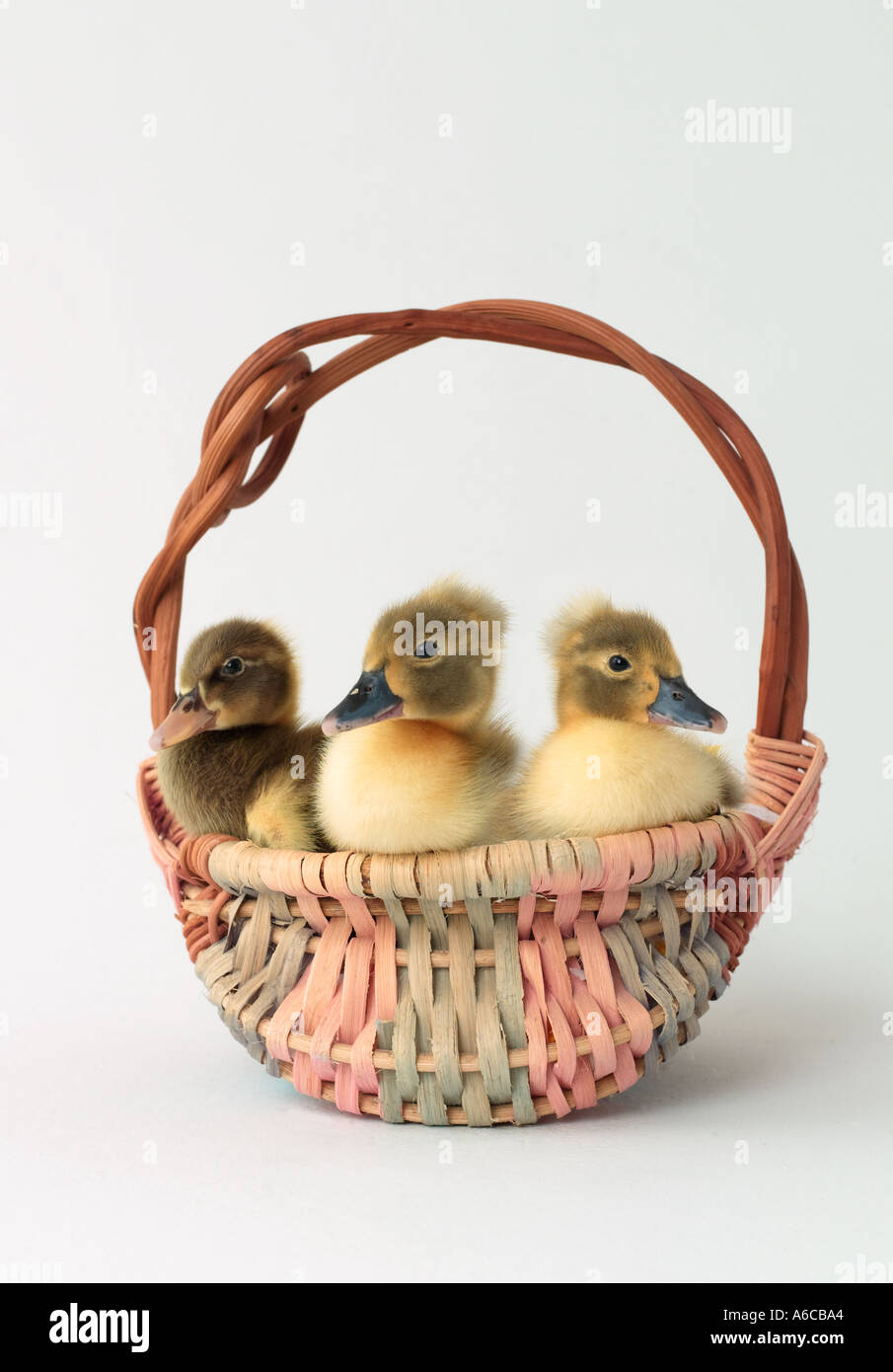 Easter Ducks in Basket Stock Photo - Alamy