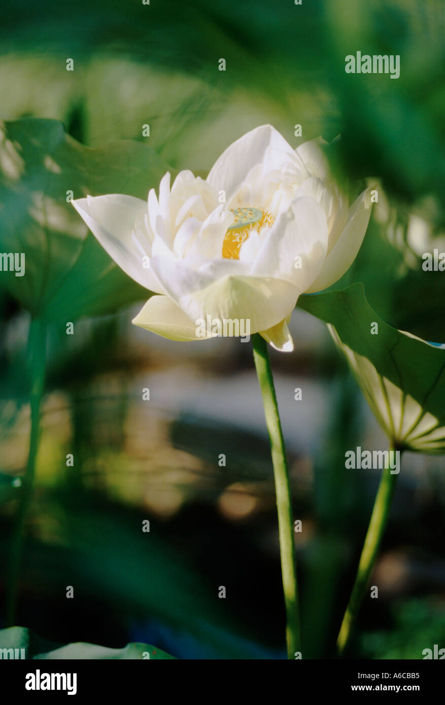 Lotus Bloom in Water Garden Stock Photo - Alamy