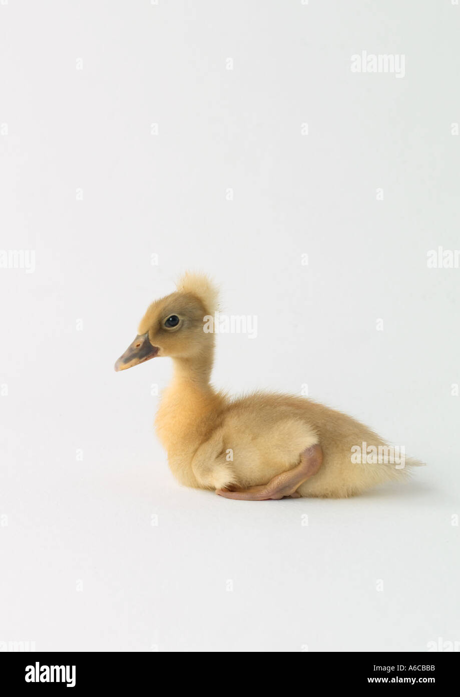 Duckling on White Background Stock Photo - Alamy