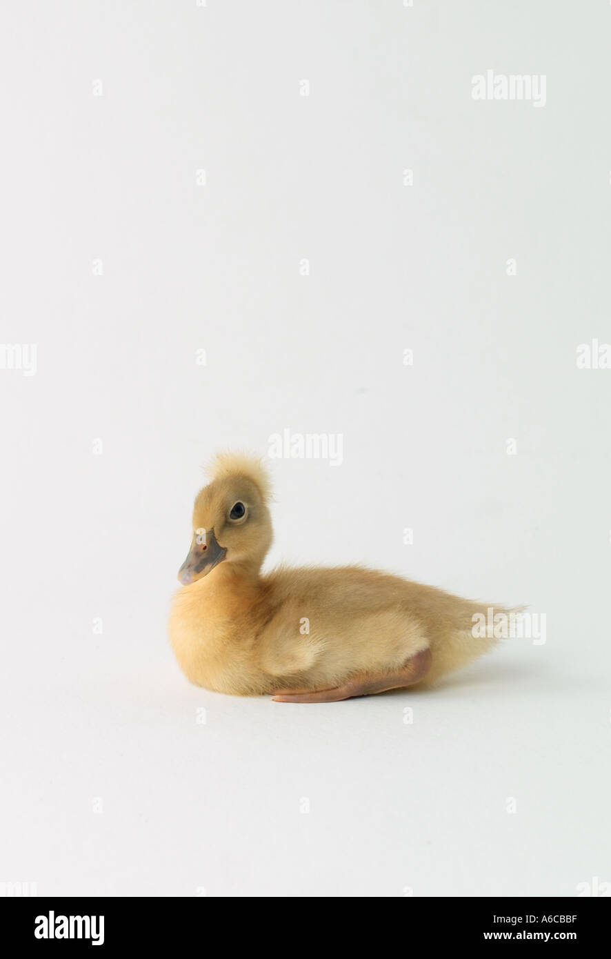 Duckling on White Background Stock Photo - Alamy