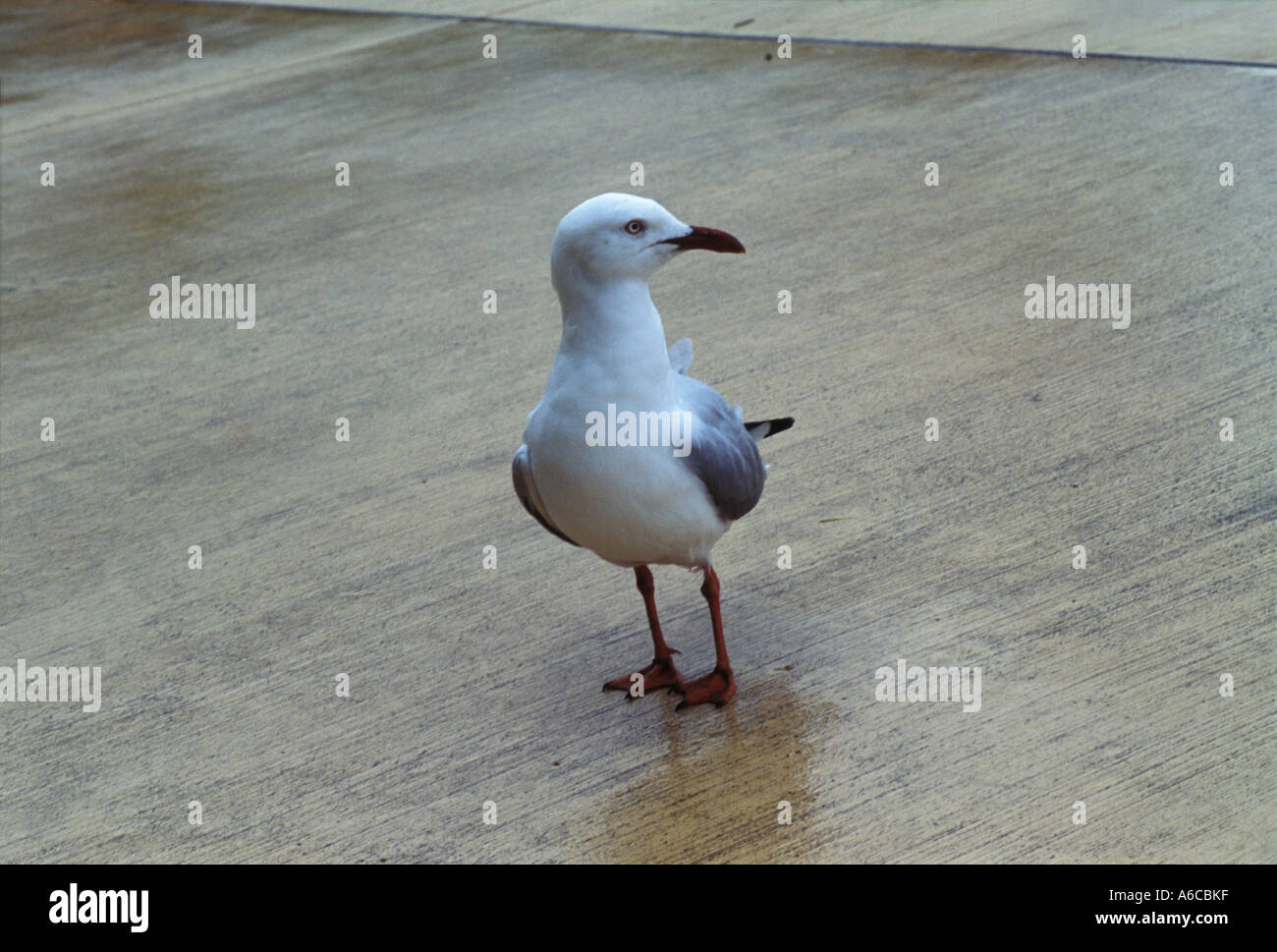 Bird on pavement Stock Photo - Alamy