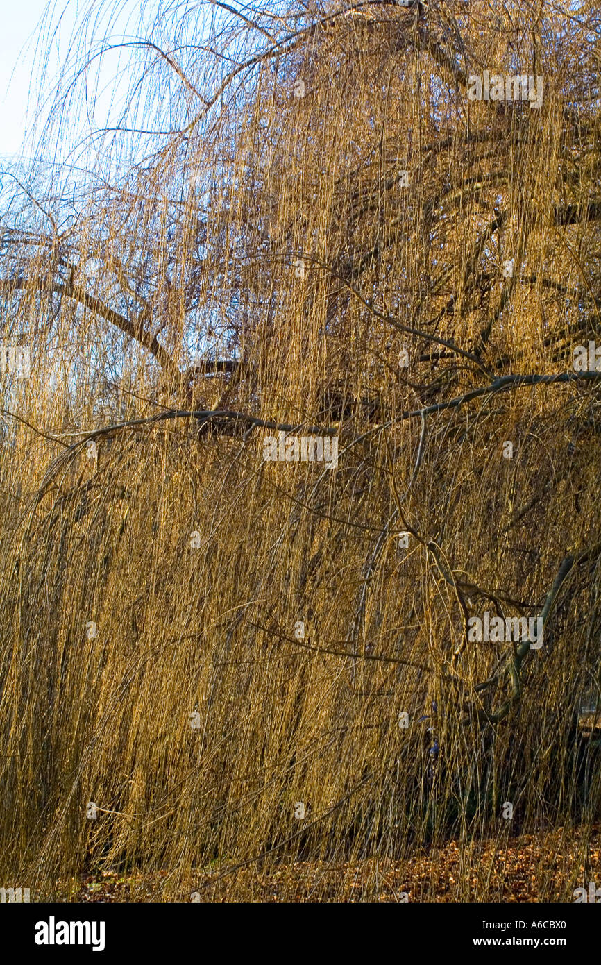 Branches of a dry tree hi-res stock photography and images - Alamy