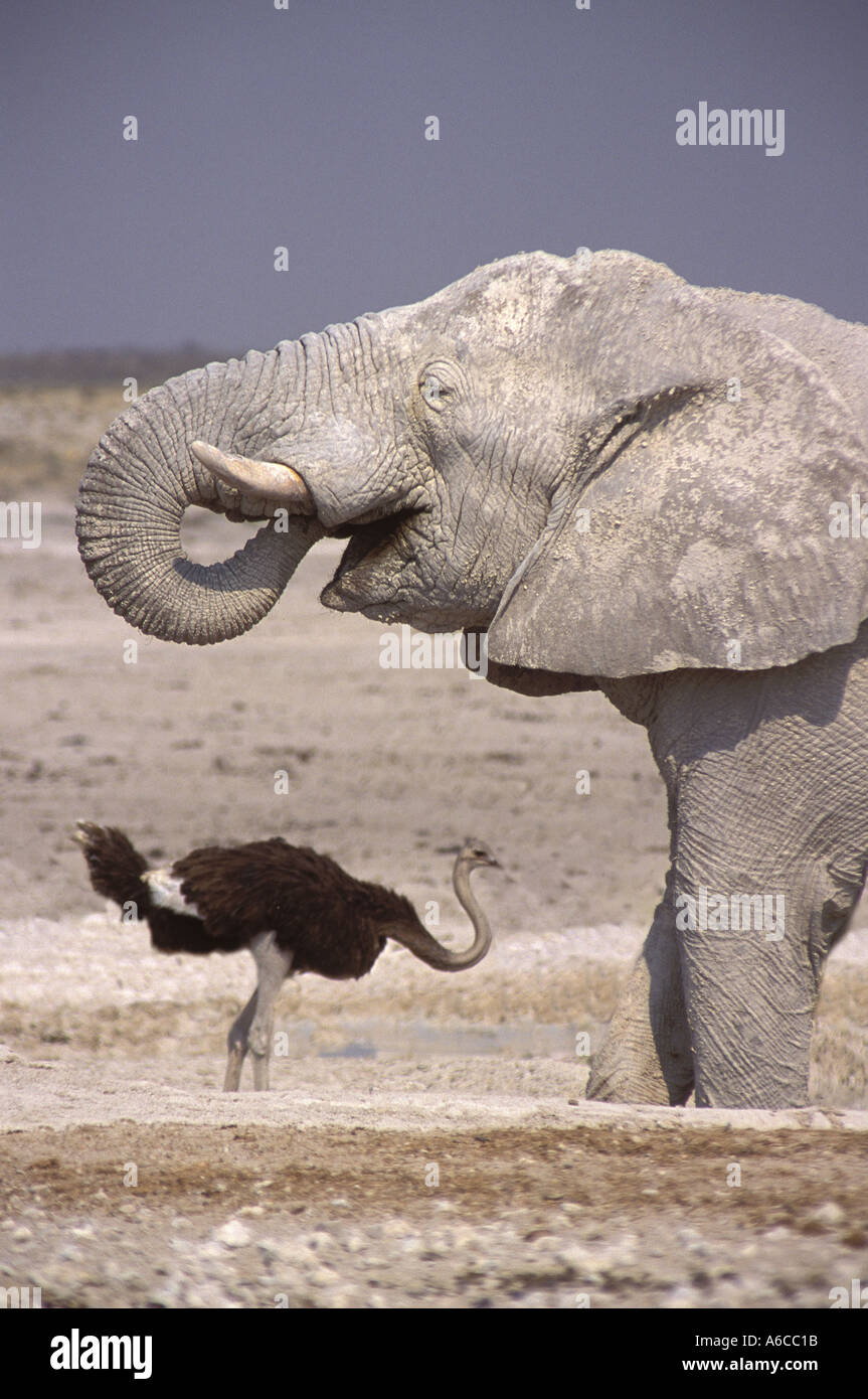 Elephant and Ostrich Etosha National Park Namibia Stock Photo - Alamy