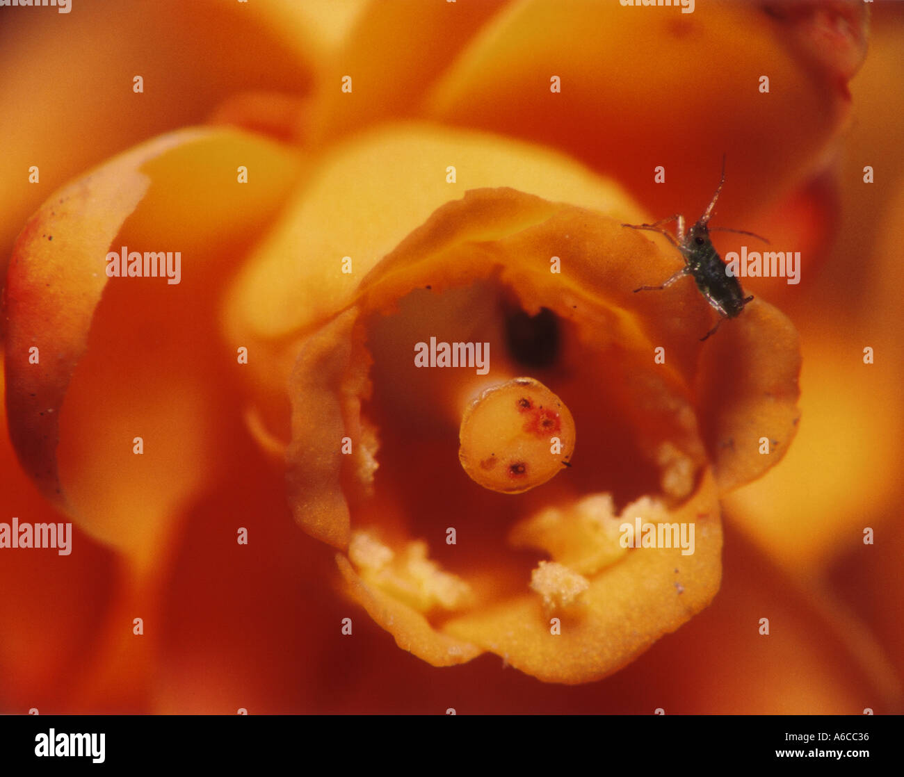 Aphid on orange flower hi-res stock photography and images - Alamy