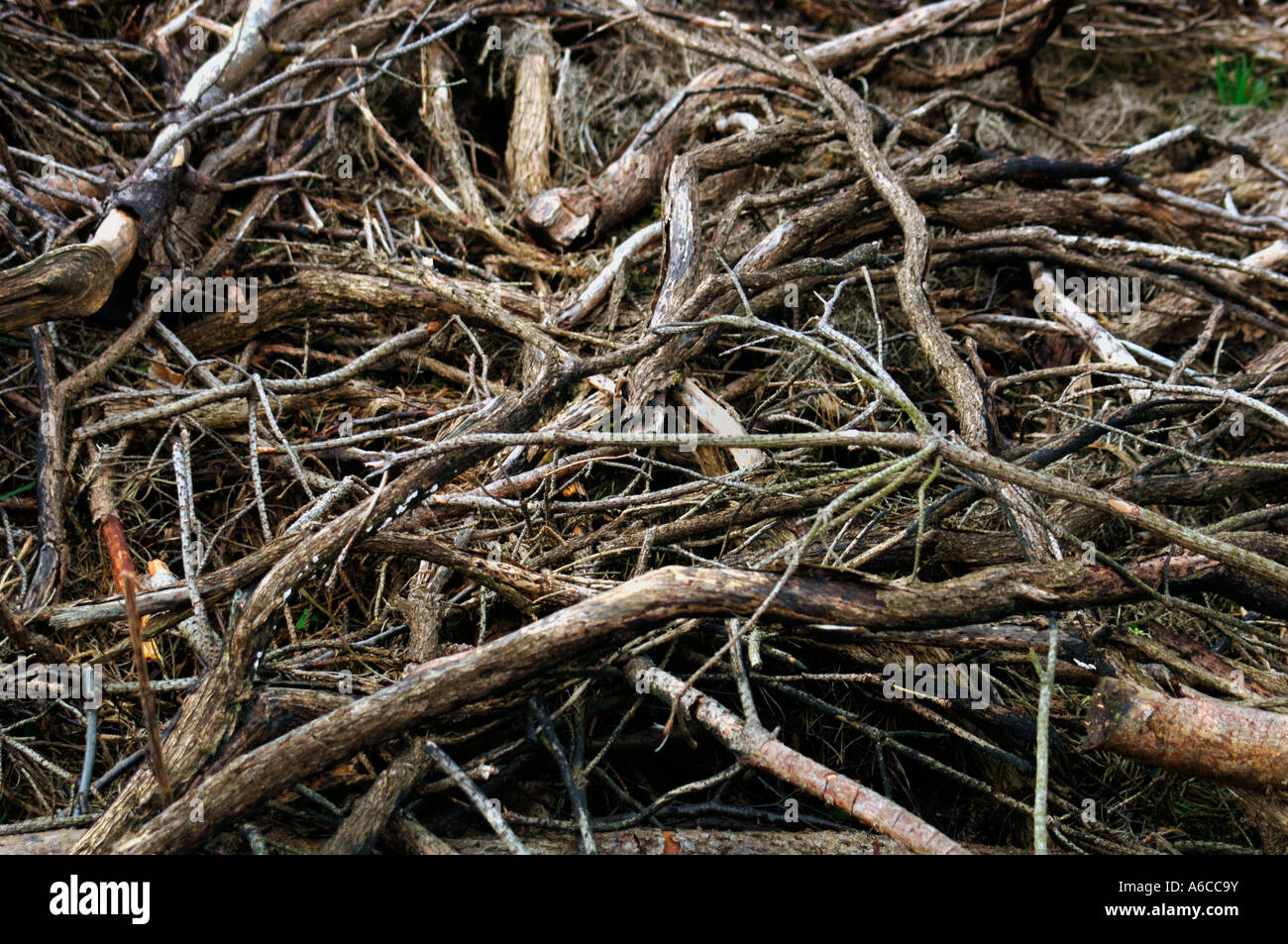 Closeup View Of Branches,From Chopped Down Trees Stock Photo - Alamy