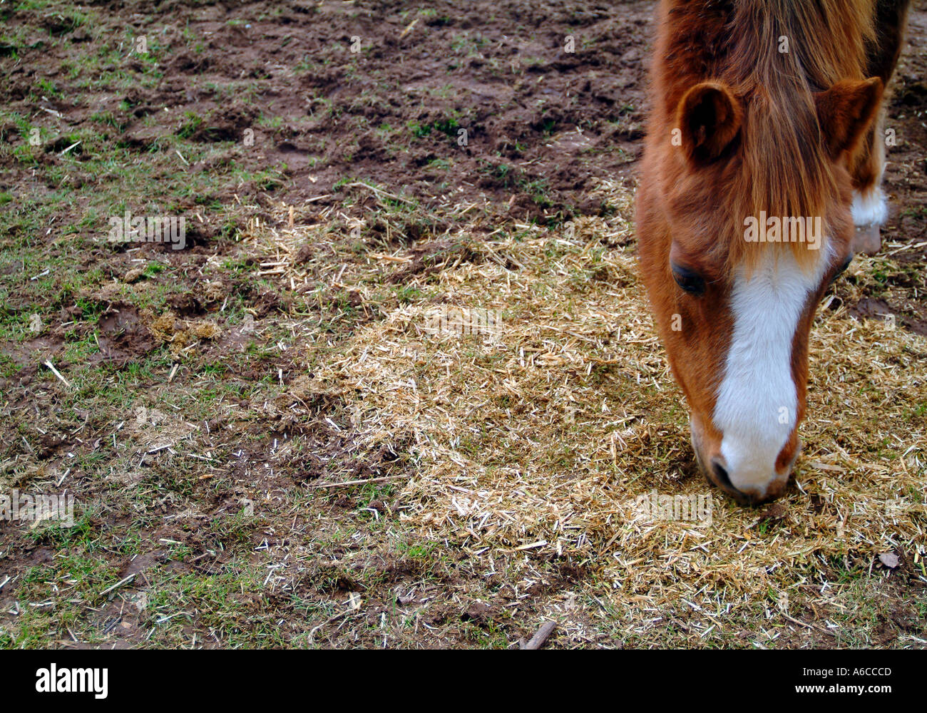 Horse eat oats hi-res stock photography and images - Alamy
