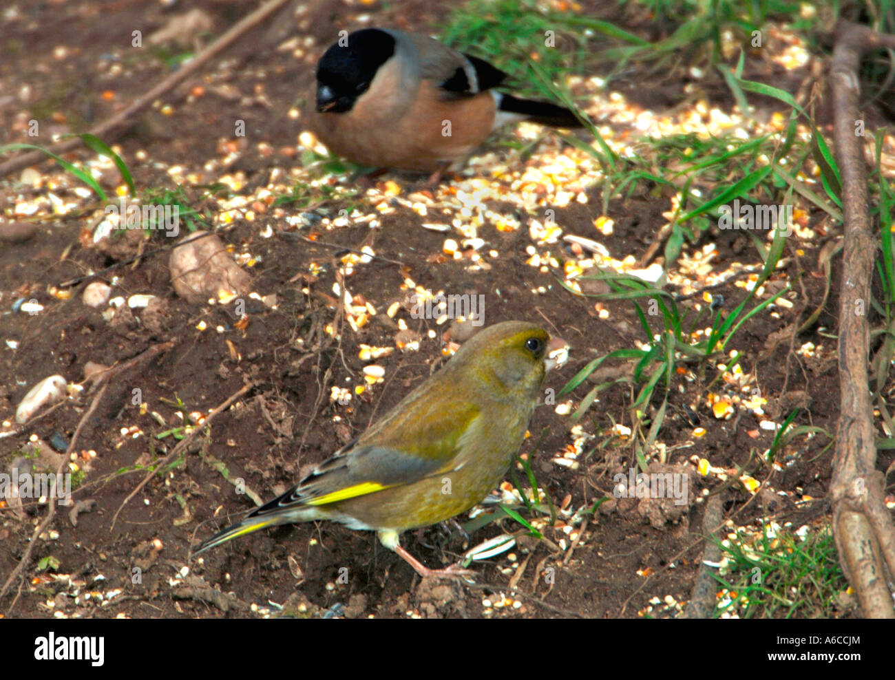 Female Bullfinch & A Male Greenfinch, Eating Seeds On The Ground Stock ...