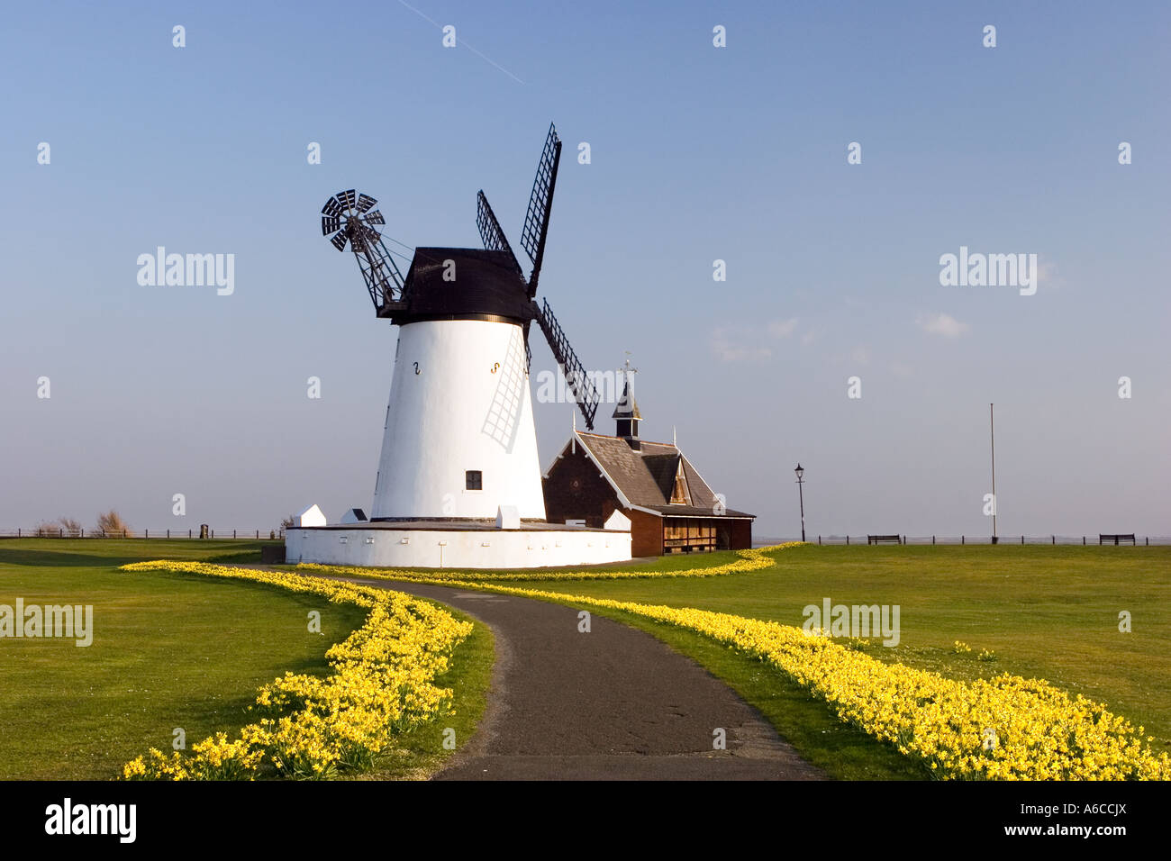 Daffodils lined path leading to the windmill at Lytham St. Annes near ...