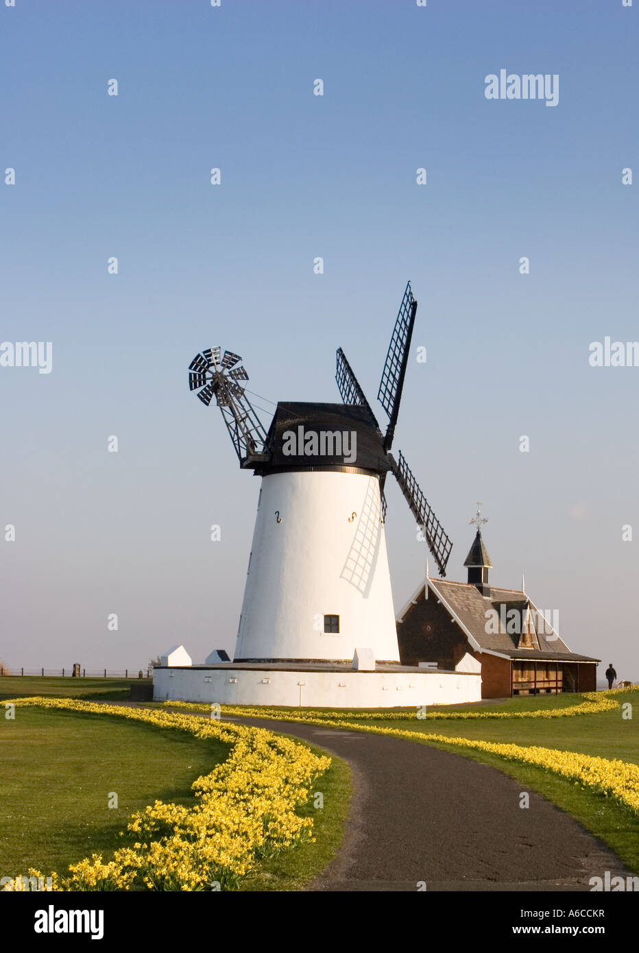Daffodils lined path leading to the windmill at Lytham St. Annes near ...