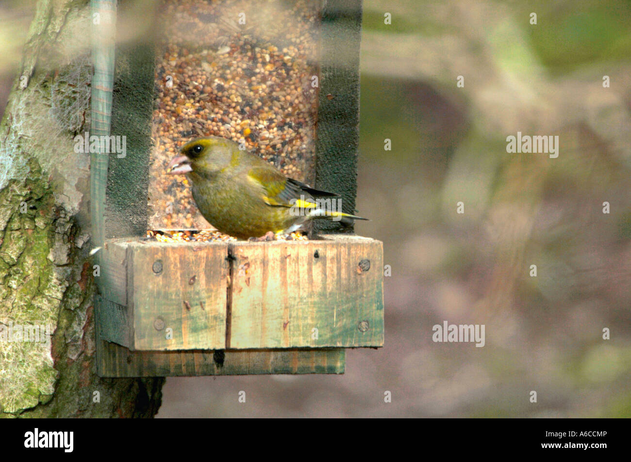 Greenfinch Sitting In A Seed Feeder. (Carduelis chloris Stock Photo - Alamy